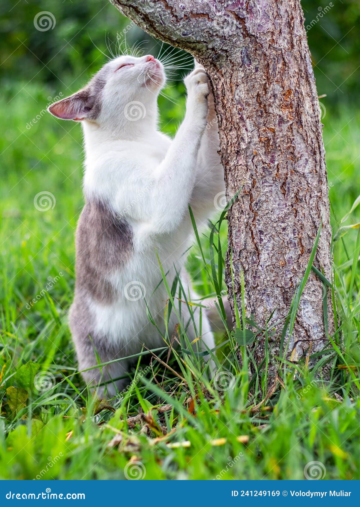 White Spotted Cat Claws Scratching a Tree Stock Image - Image of ...