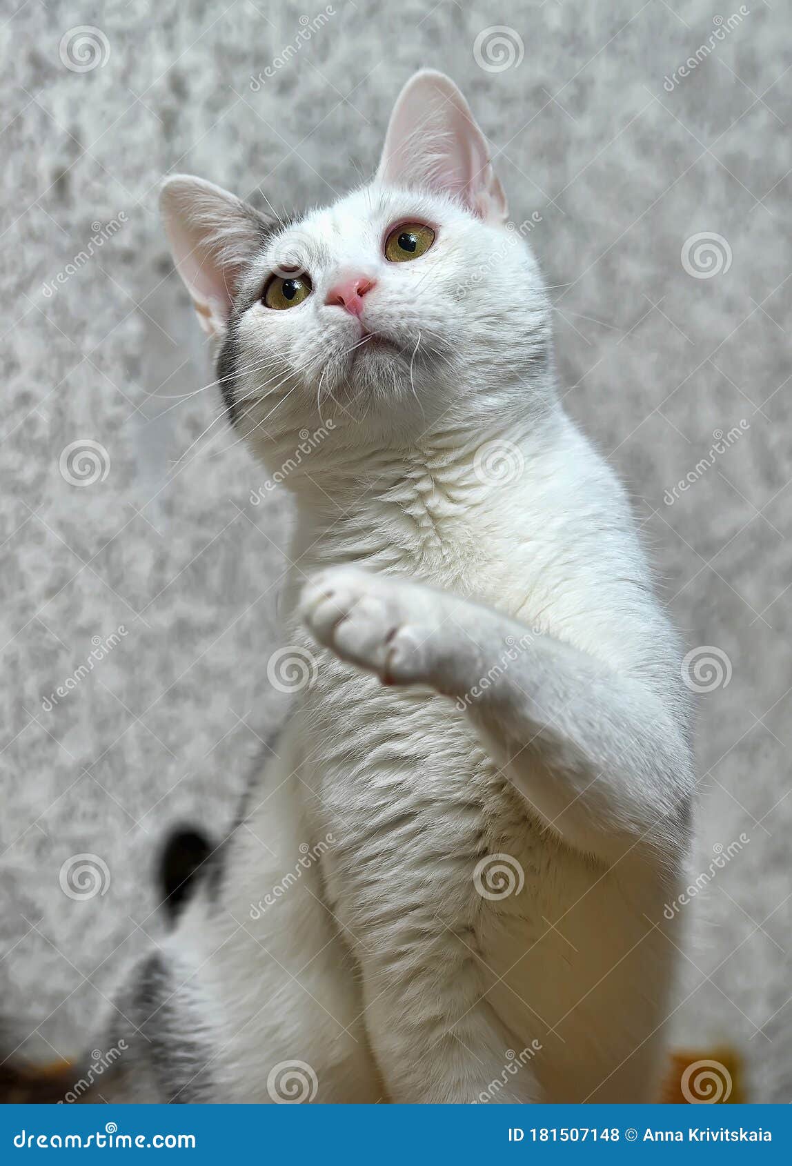 White-spotted Cat Holding Up Stock Photo - Image of beautiful, funny ...