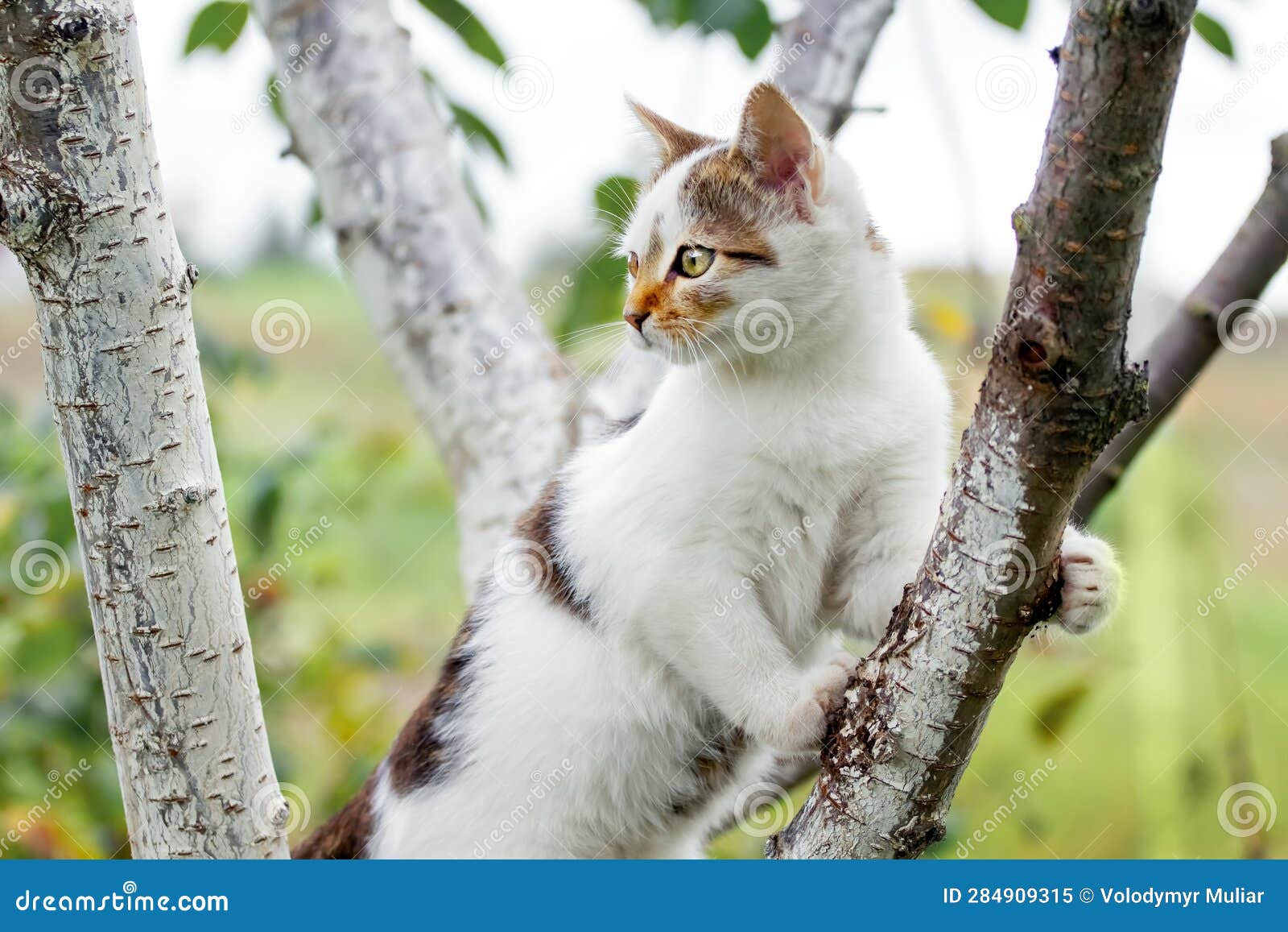 White Spotted Cat Looks Cautiously into the Distance Stock Image ...