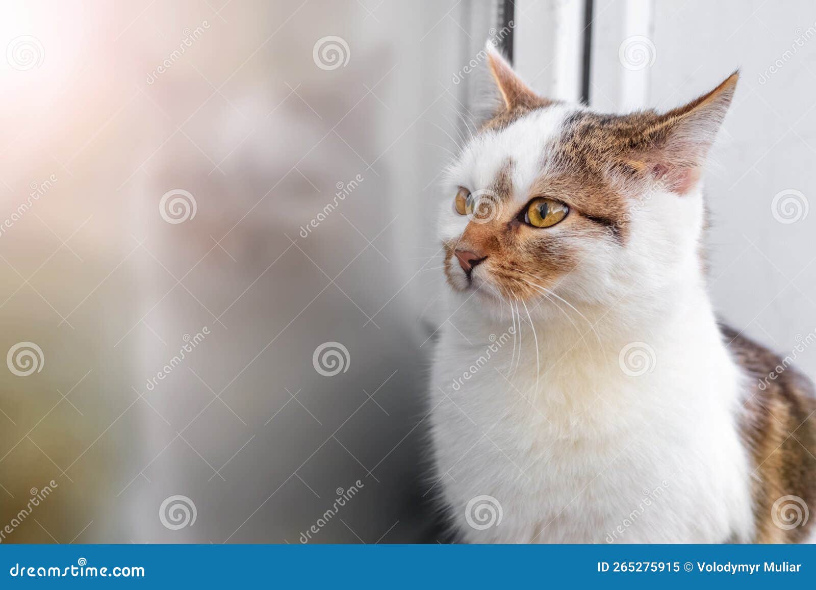 A White Spotted Cat Sits by the Window and is Reflected in the Window ...