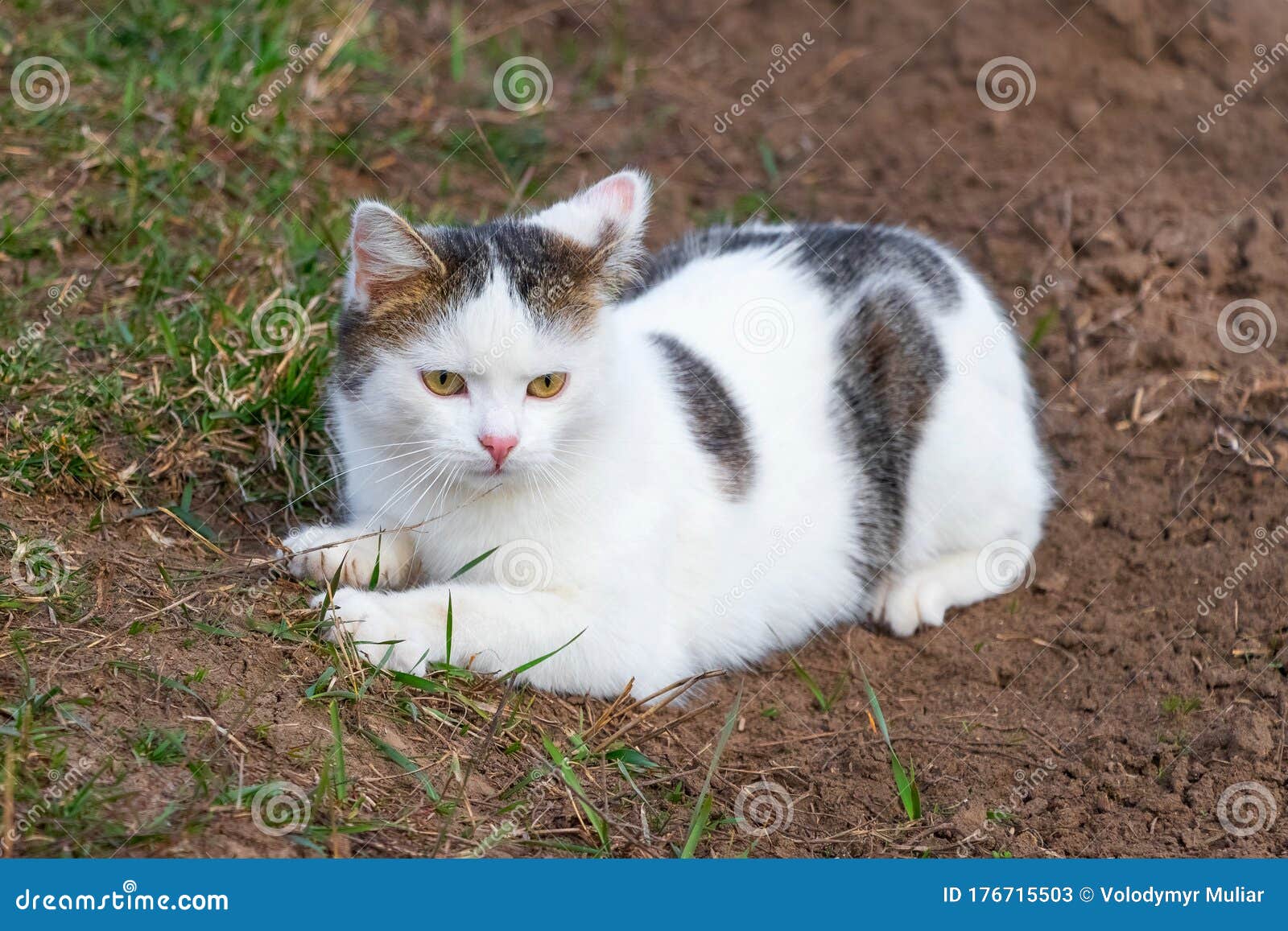 White Spotted Cat Sitting on the Grass_ Stock Image - Image of kitty ...
