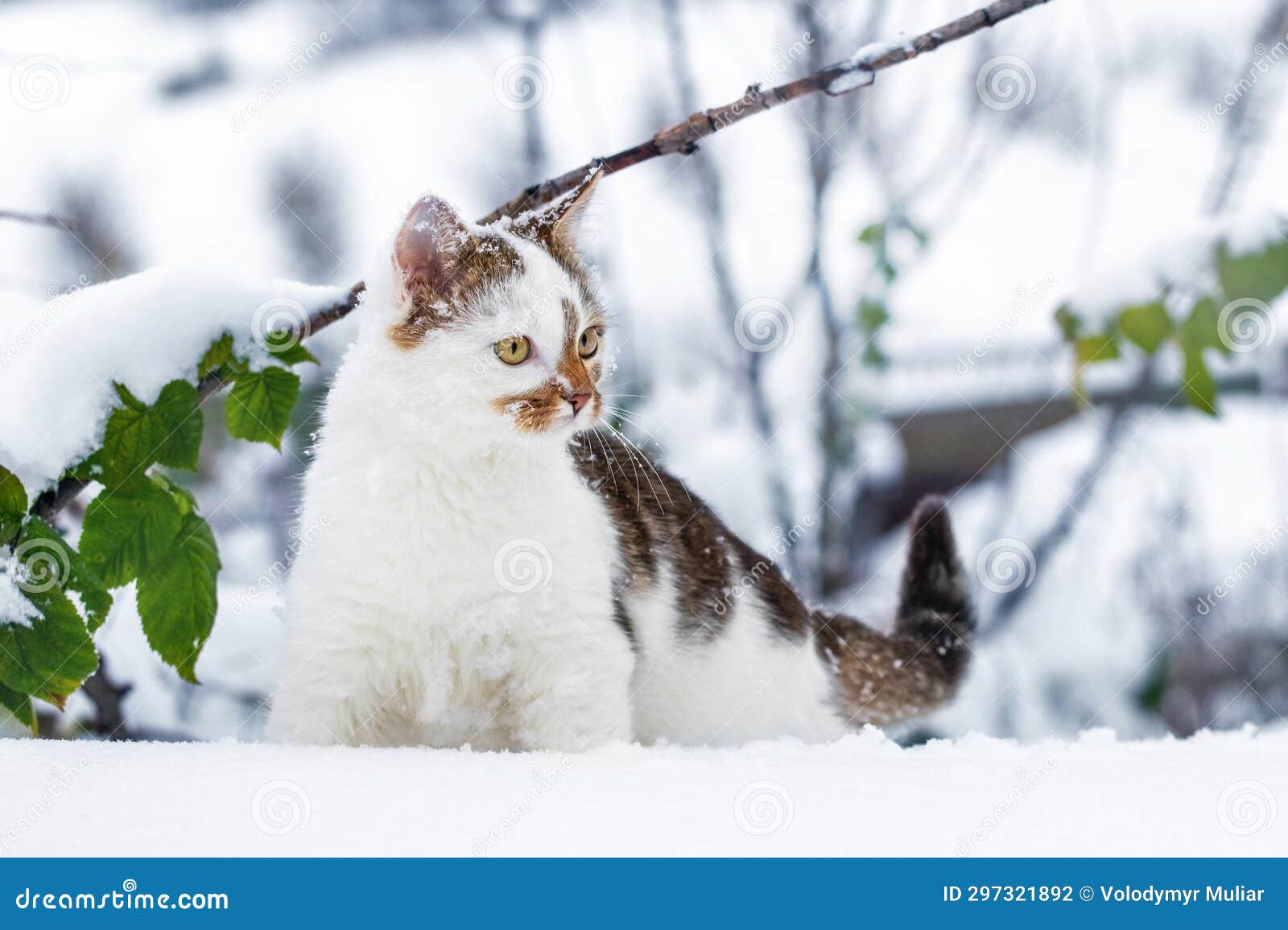White Spotted Cat in the Winter Garden. Cat in the Snow Stock Photo ...