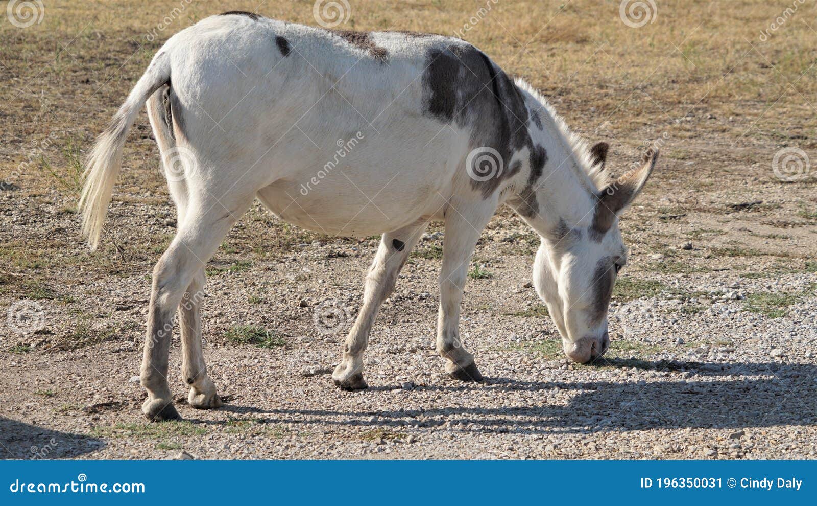 A White Spotted Donkey Walking in a Pasture. Stock Image - Image of ...
