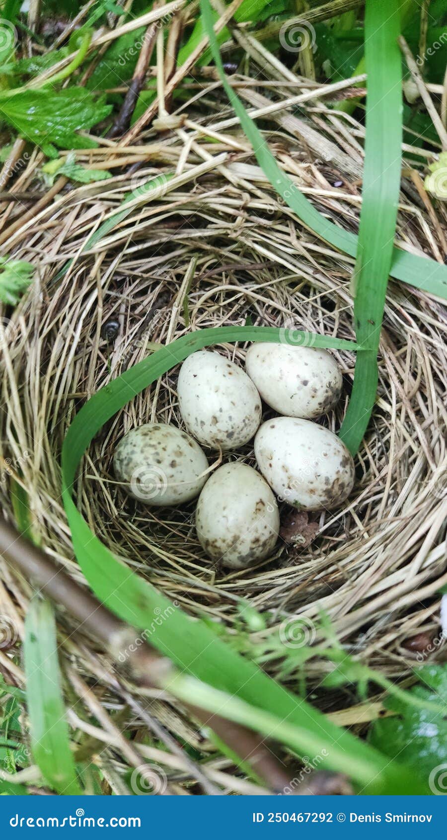 White Spotted Eggs in a Nest in a Bush Under a Tree Stock Photo - Image ...