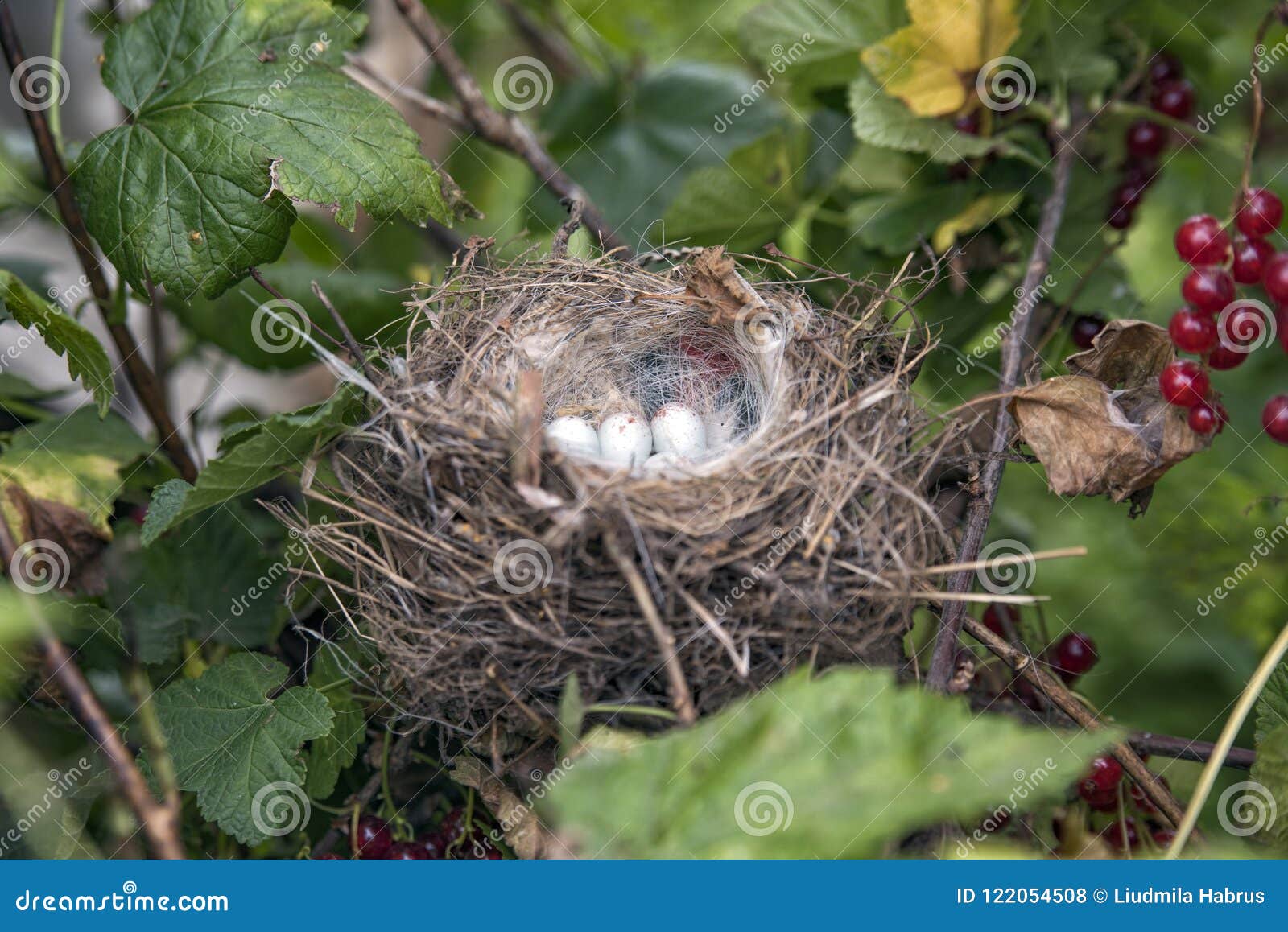 White Spotted Eggs in a Nest on a Tree Stock Photo - Image of birdnest ...