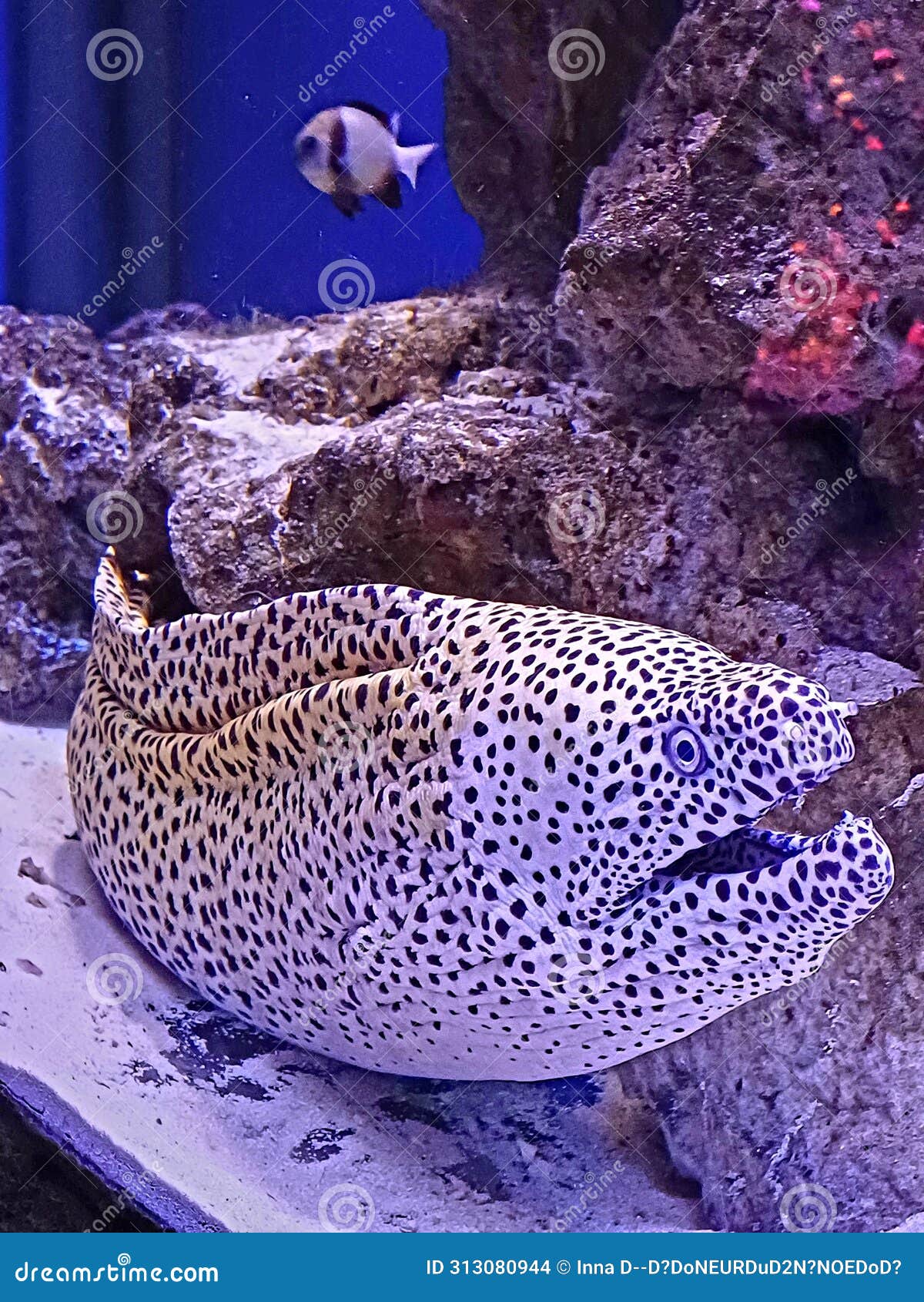 Spotted Ray Fish Stock Image | CartoonDealer.com #16091119