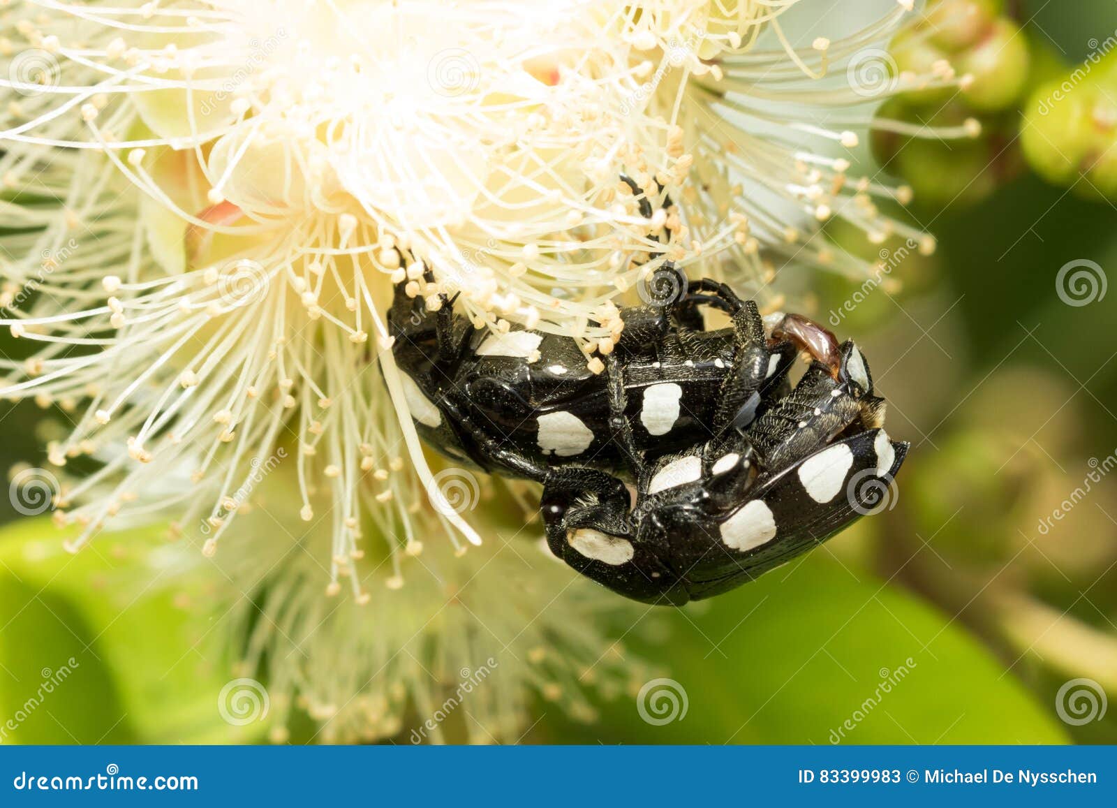 White spotted fruit chafer stock image. Image of garden - 83399983