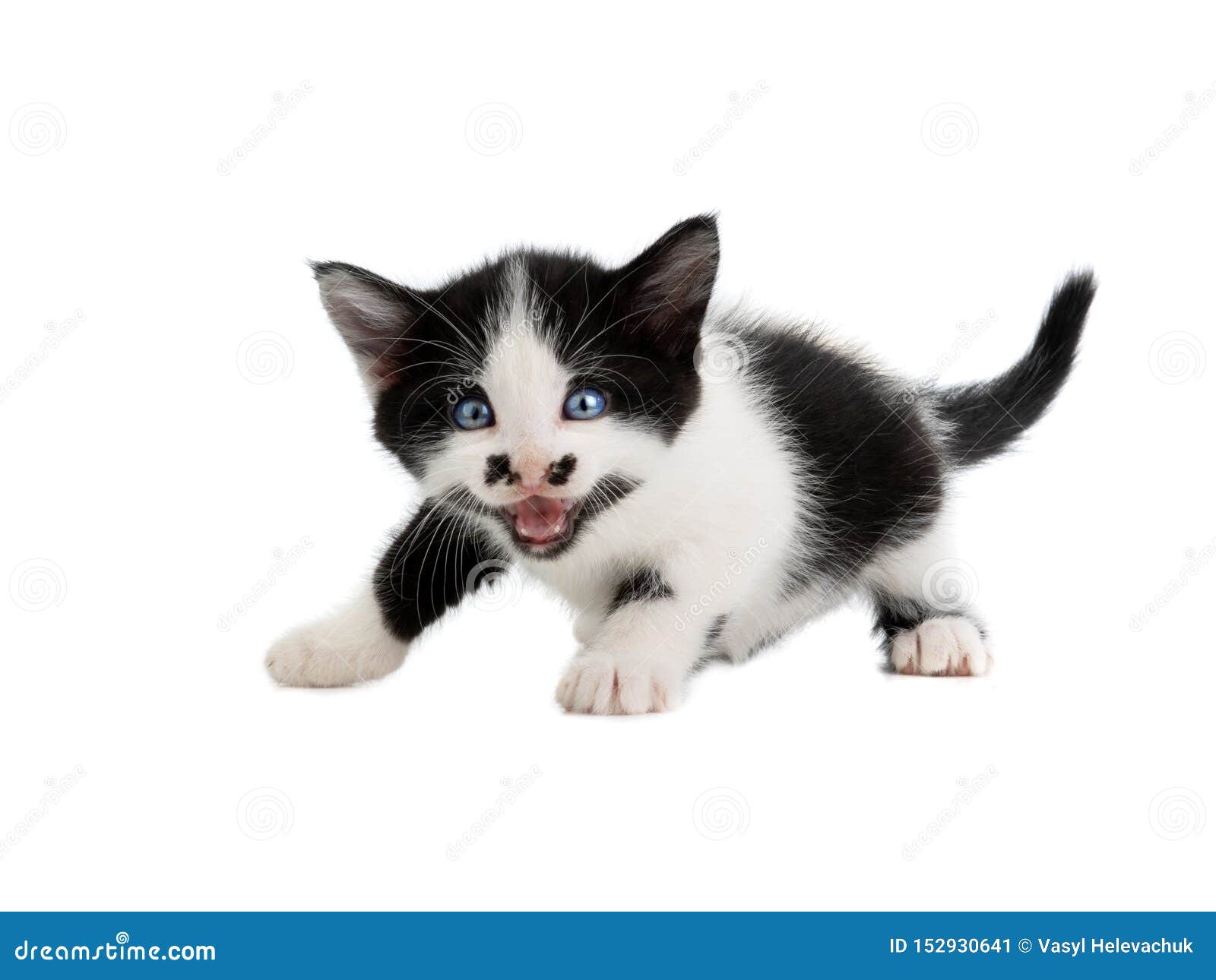 White Spotted Kitten on White Stock Image - Image of young, domestic ...