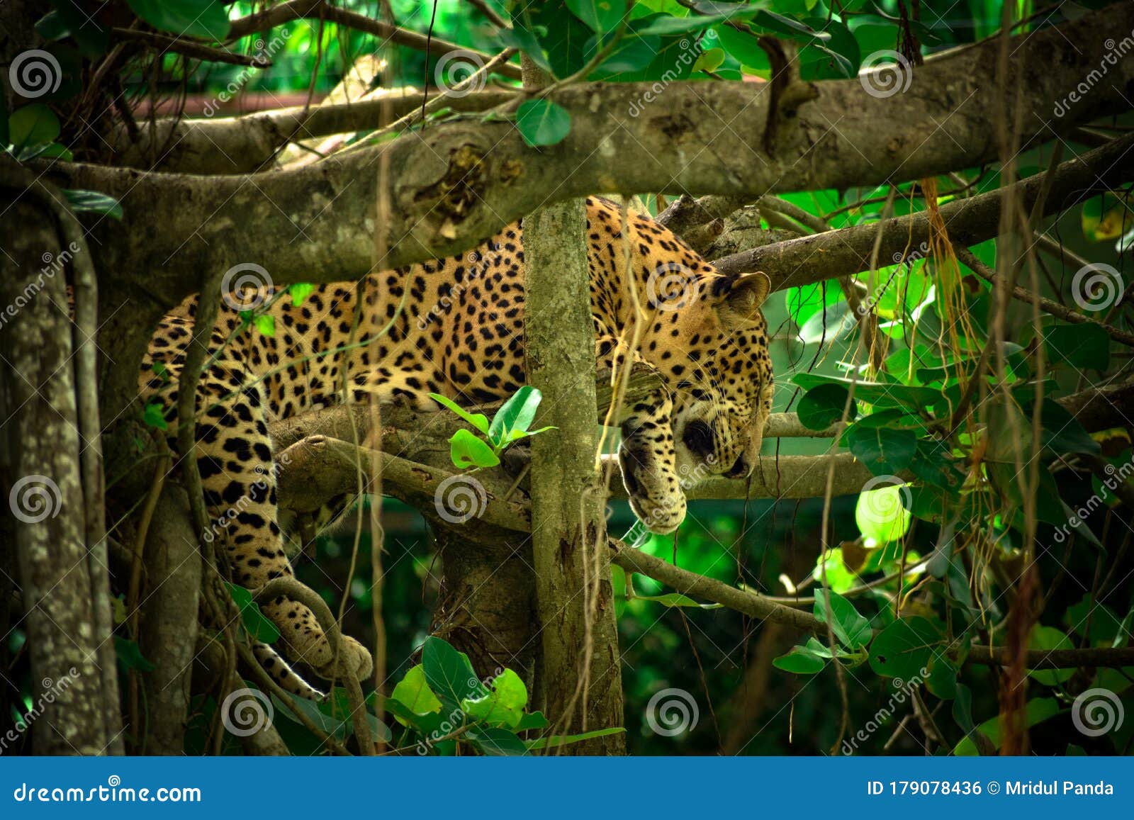 White Spotted Leopard is Sleeping Stock Photo - Image of furry ...
