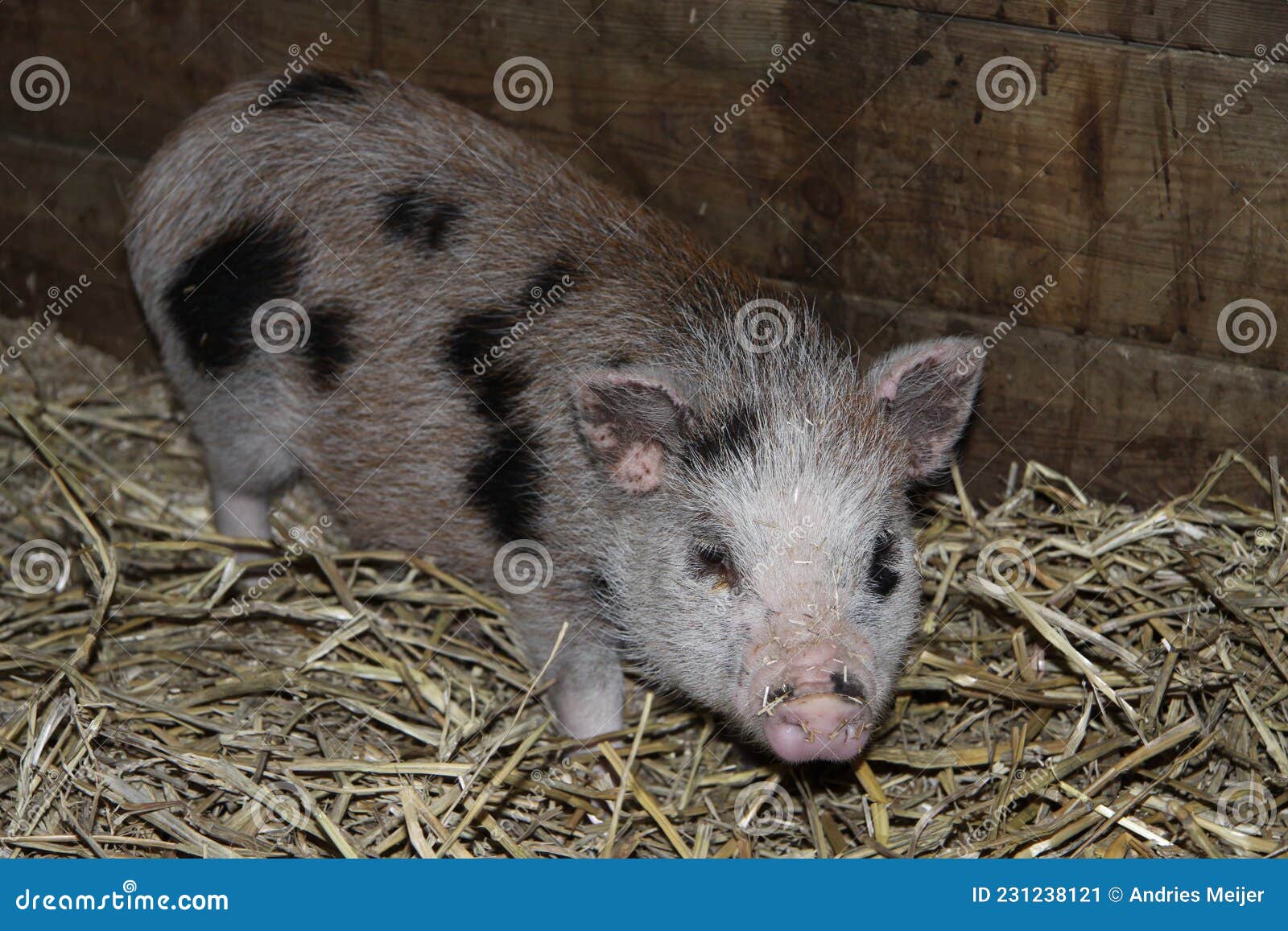 White spotted piglet stock image. Image of months, cute - 231238121