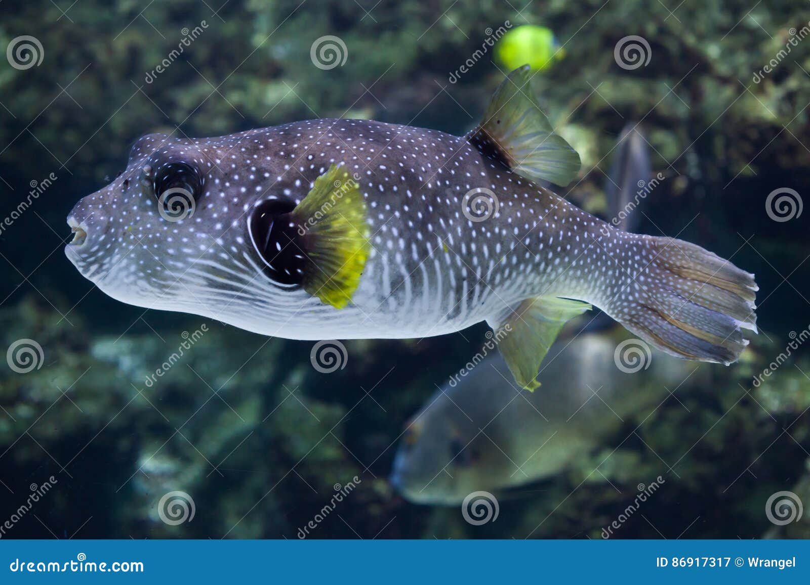 White-spotted Puffer Arothron Hispidus. Stock Image - Image of puffers ...