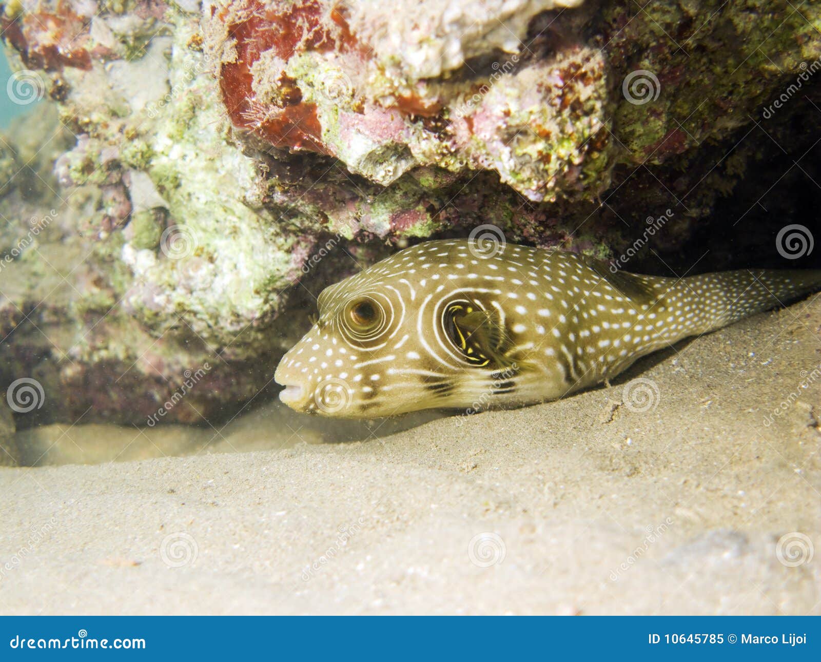 White spotted Puffer Fish stock image. Image of puffer - 10645785