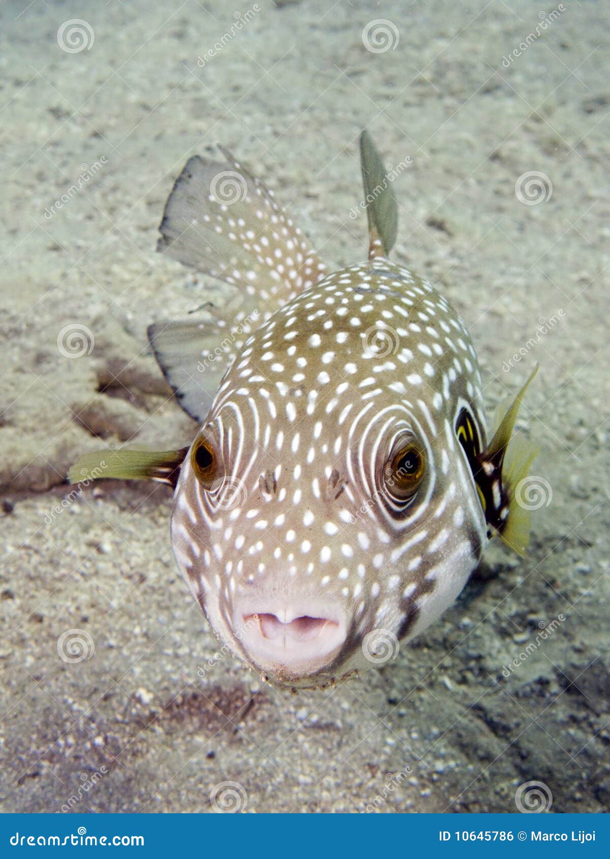 White spotted Puffer Fish stock photo. Image of sand - 10645786