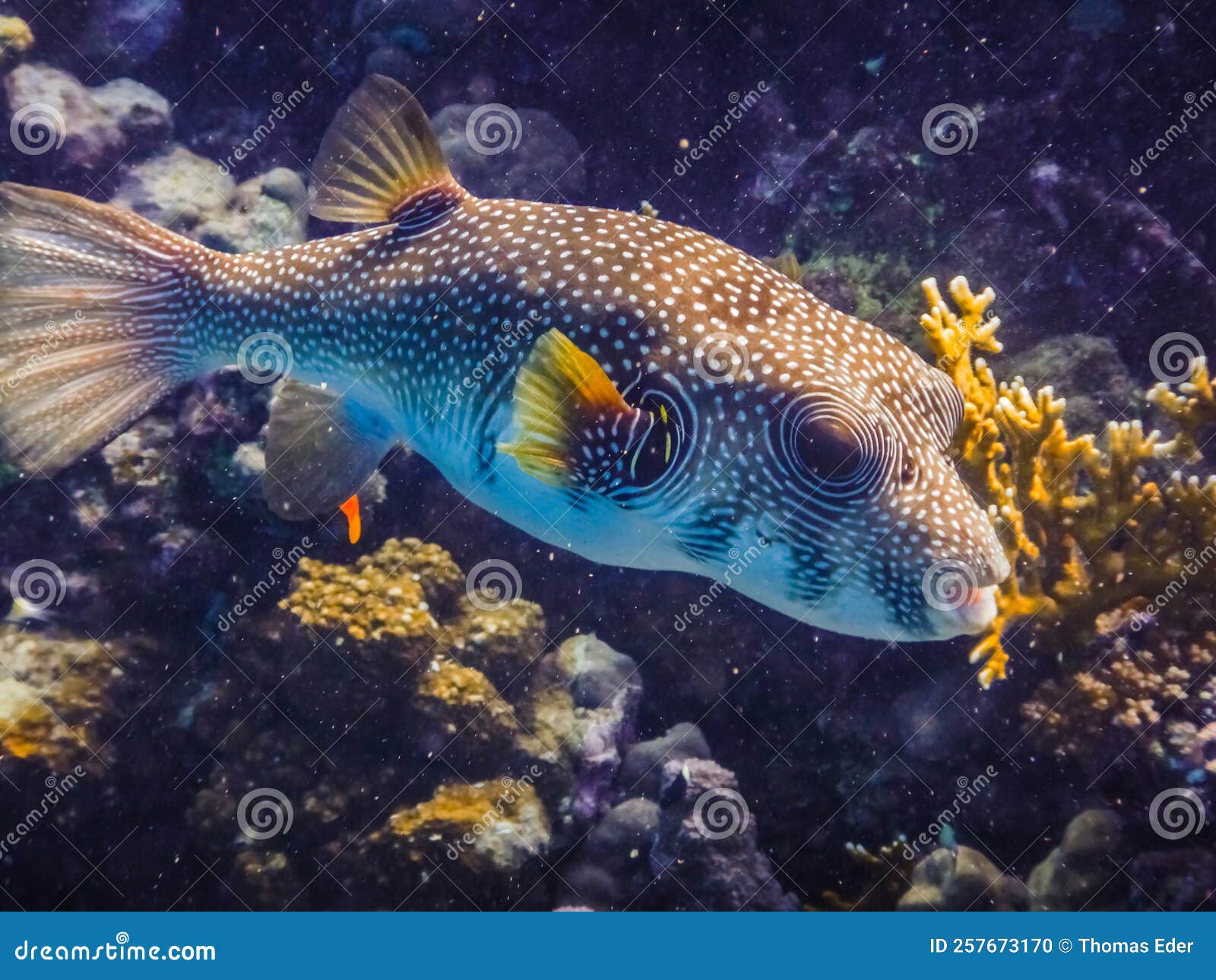 White Spotted Puffer Fish Hovering Near the Coral Reef Stock Photo ...