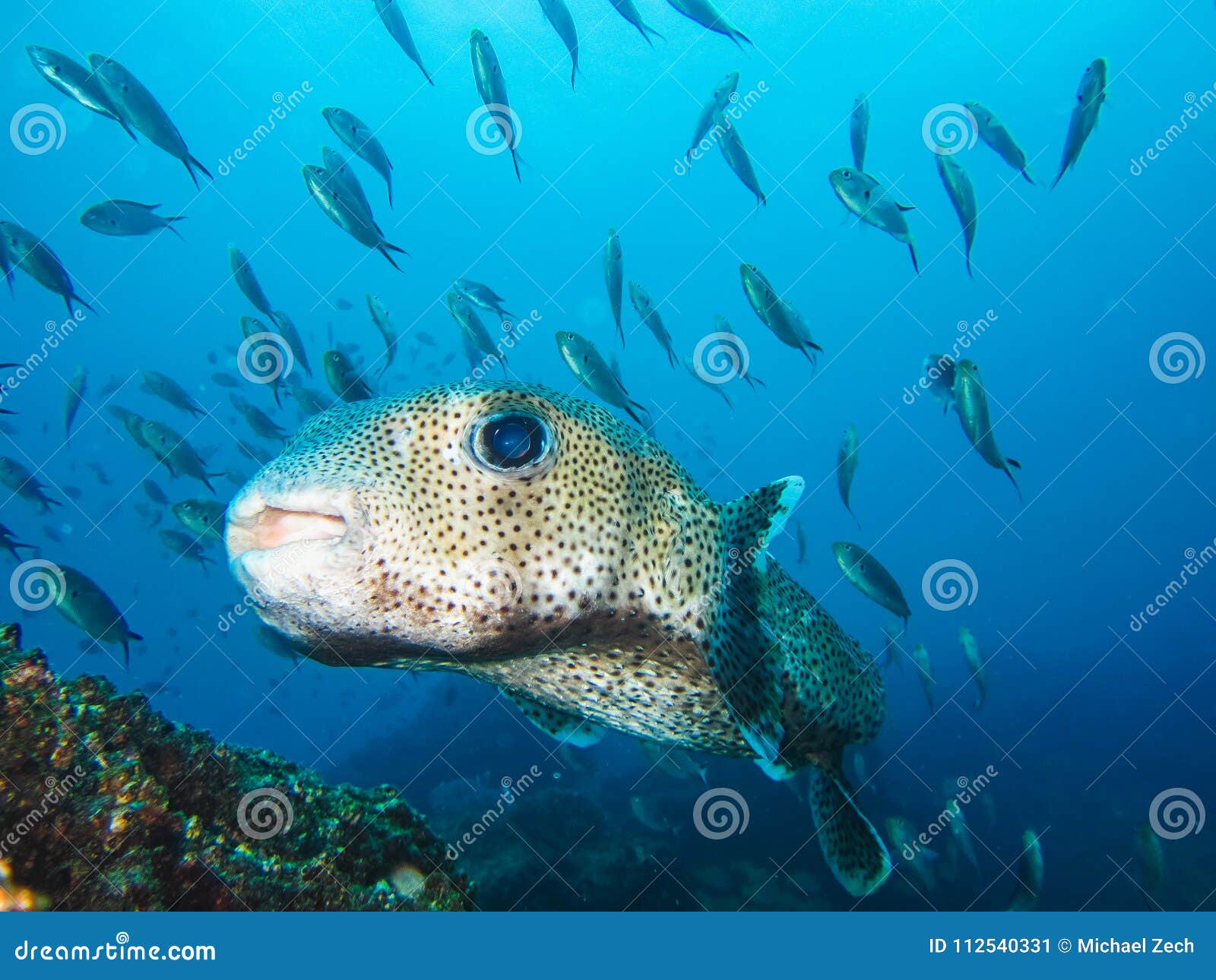 White Spotted Puffer Marine Fish Galapagos Islands Ecuador Stock Image ...