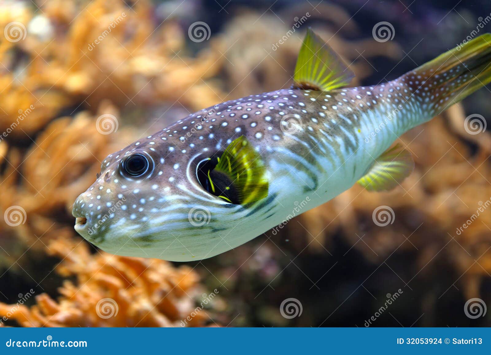 White-spotted puffer stock photo. Image of water, marine - 32053924