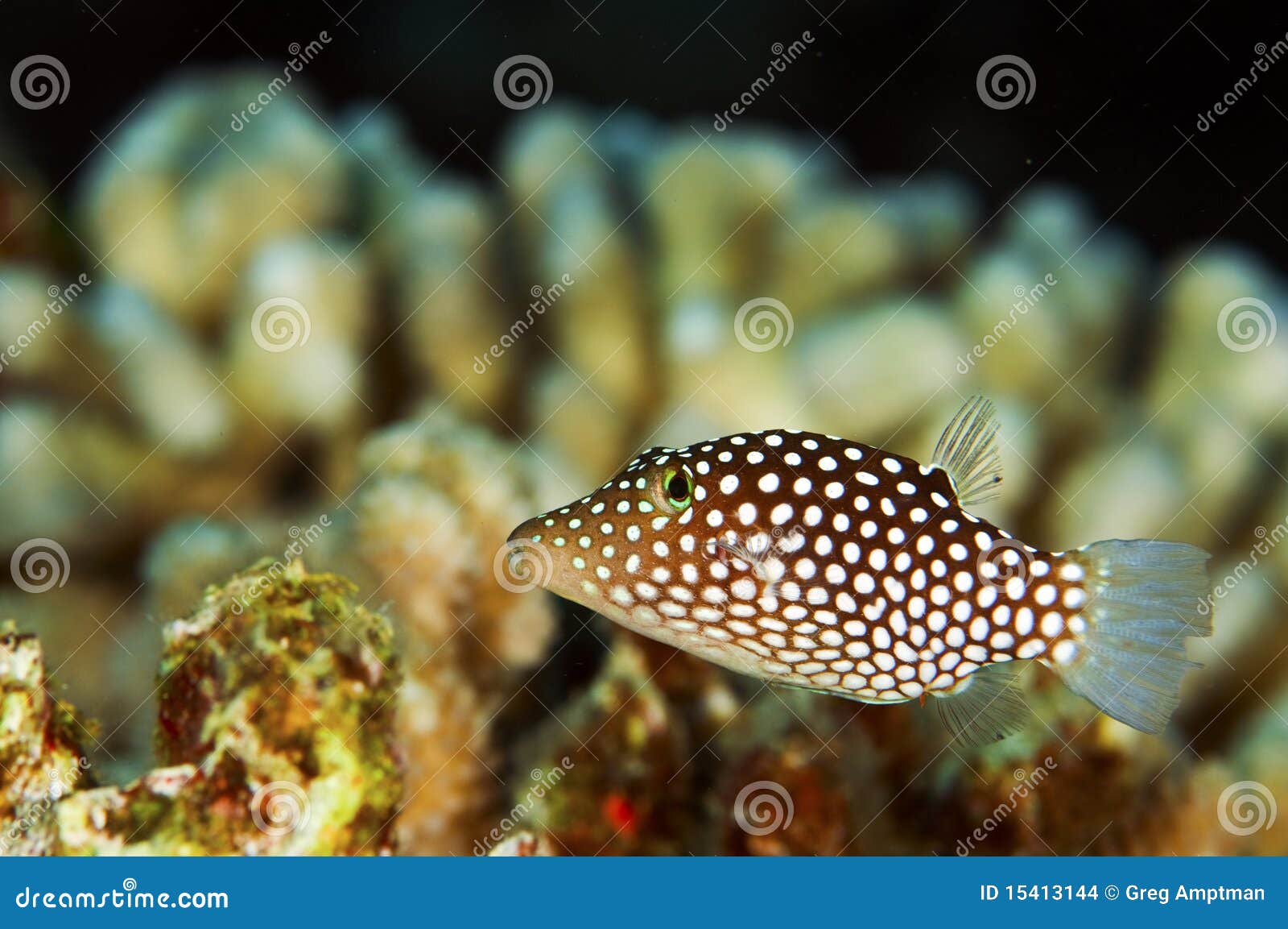 White Spotted Pufferfish stock photo. Image of fauna - 15413144