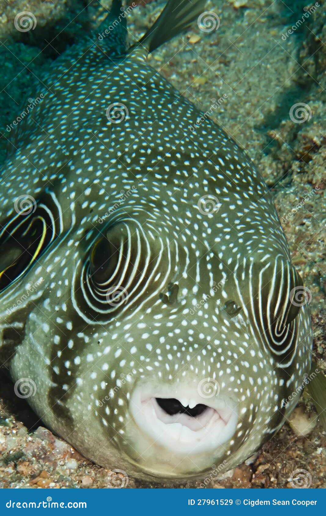 White spotted pufferfish stock image. Image of fish, coral - 27961529