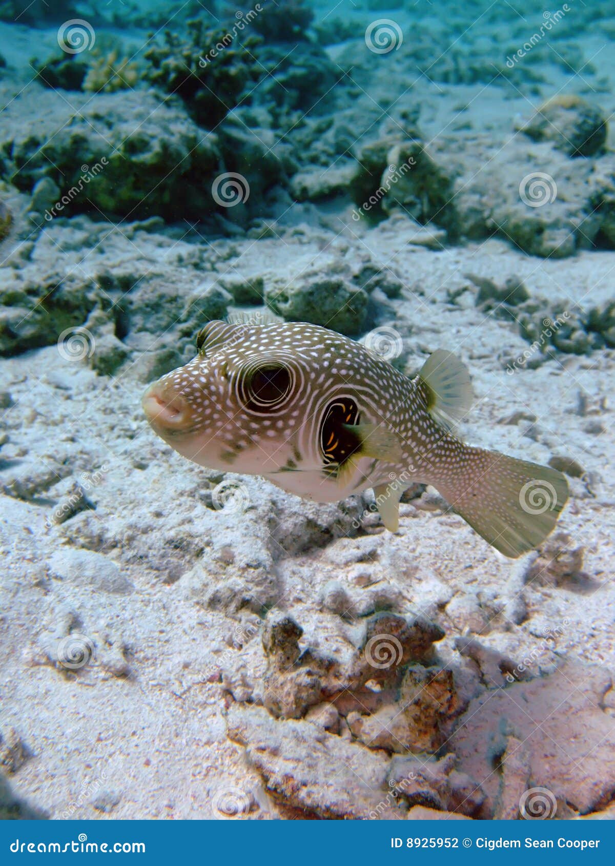 White spotted pufferfish stock photo. Image of coral, life - 8925952
