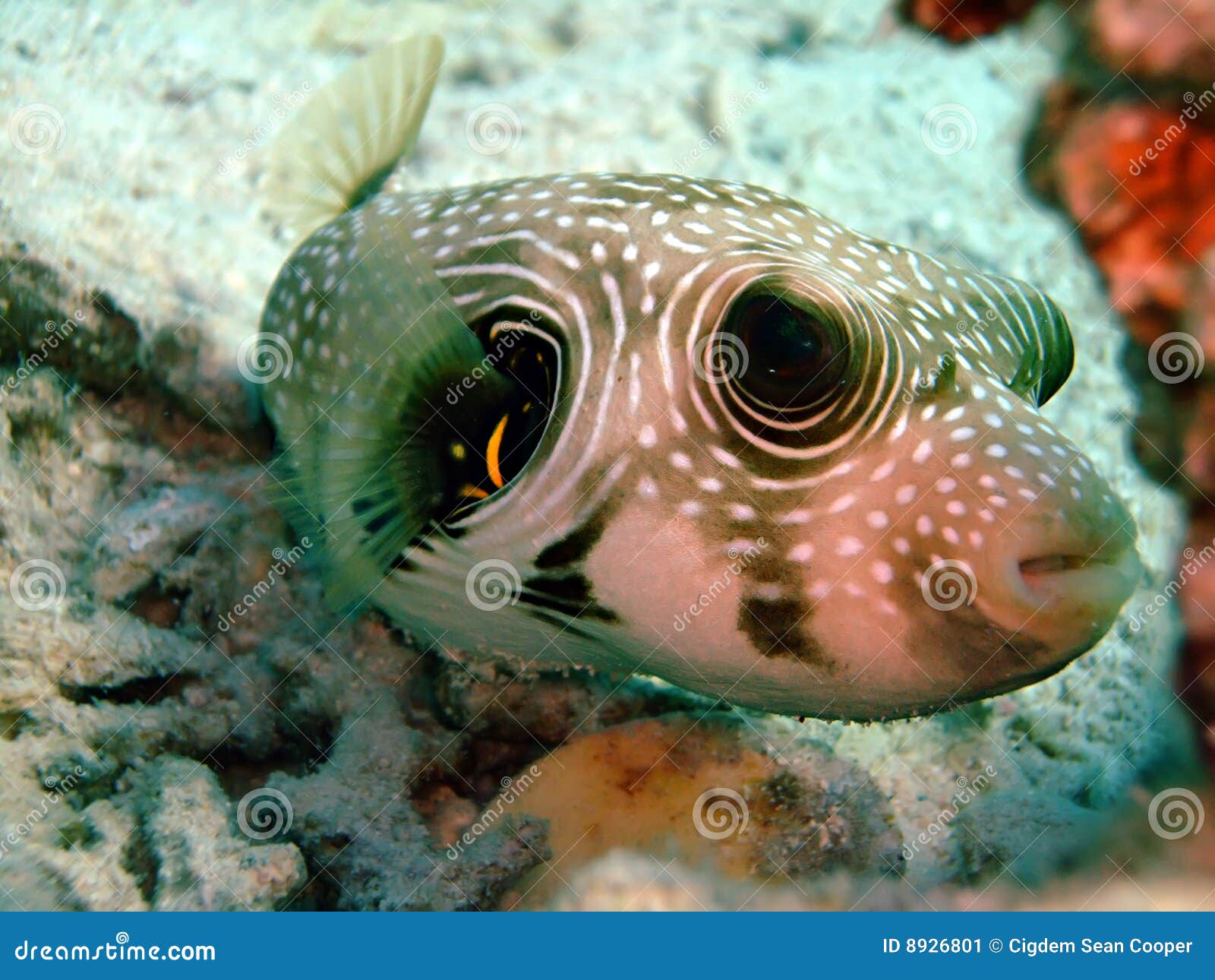 White Spotted Pufferfish Picture. Image: 8926801