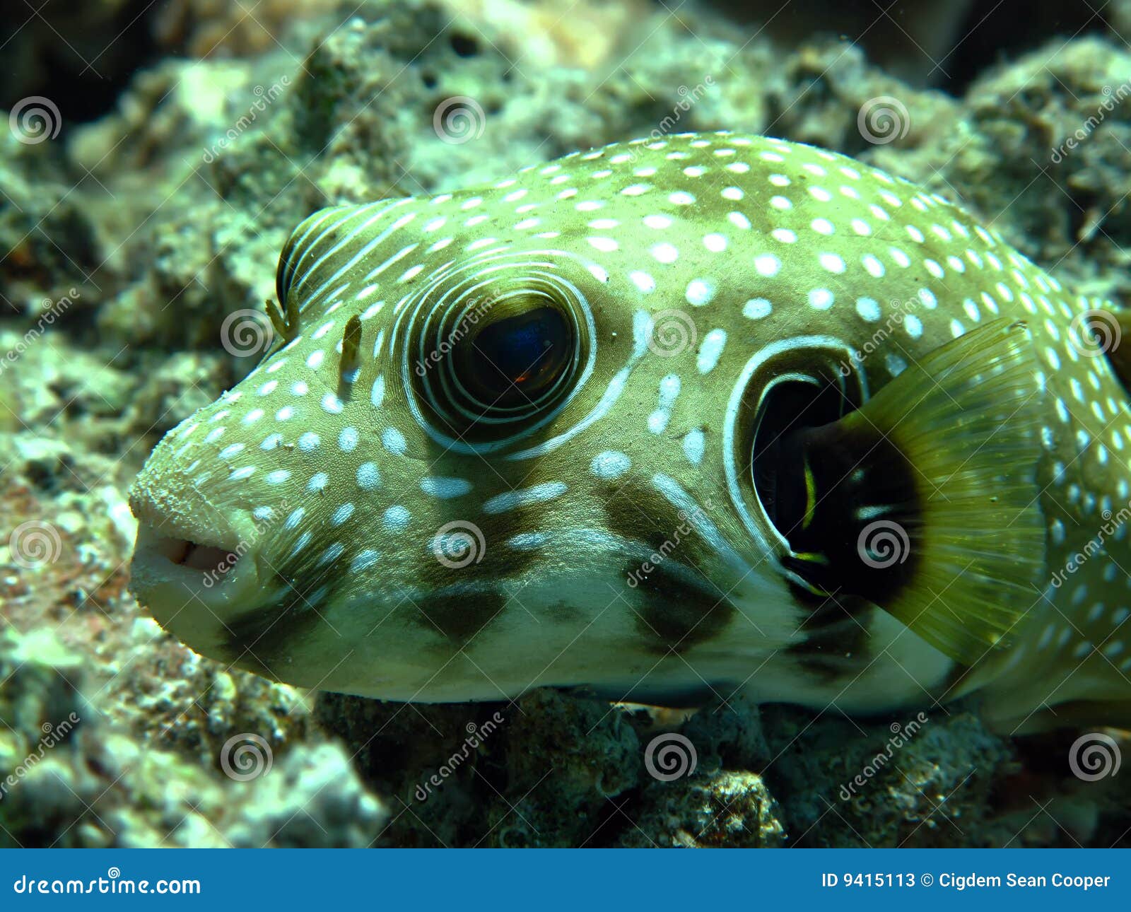 White spotted pufferfish stock image. Image of reef, underwater - 9415113