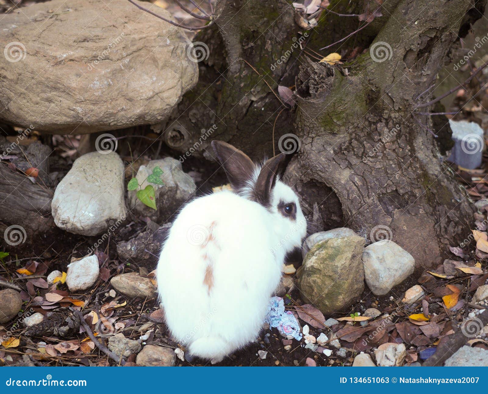 White Spotted Rabbit on the Ground in the Forest Stock Image - Image of ...