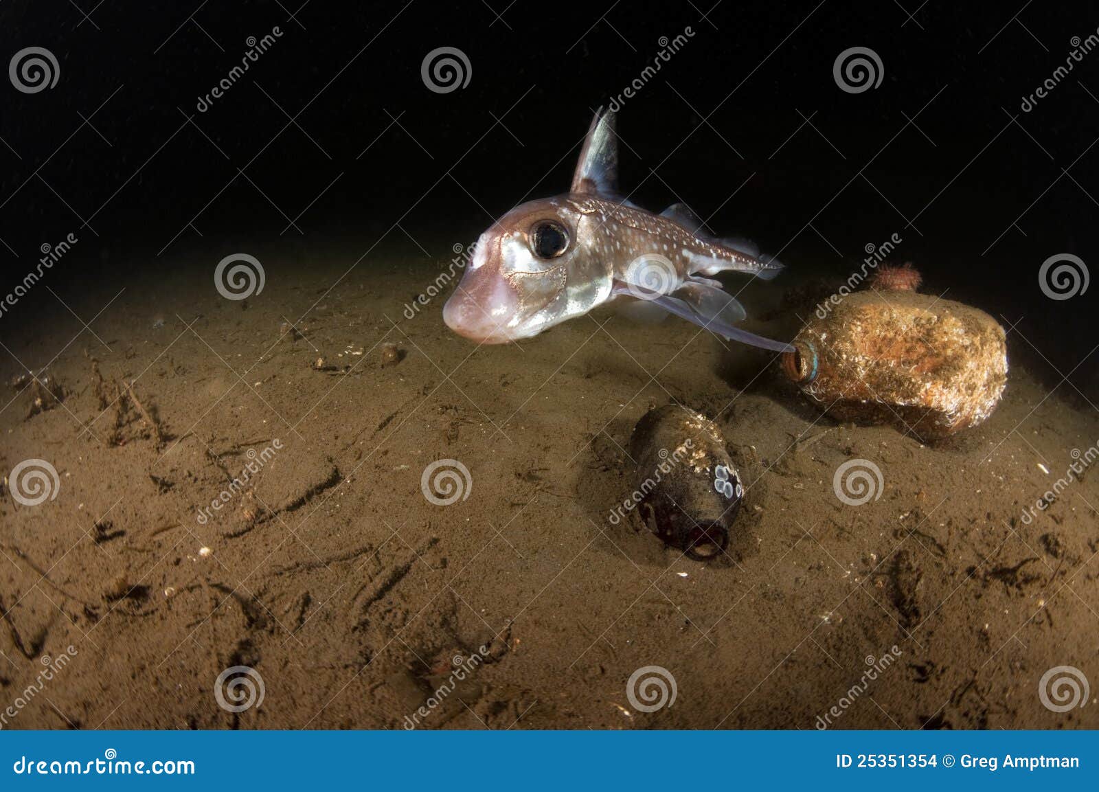 White Spotted Rat Fish stock photo. Image of ocean, north - 25351354