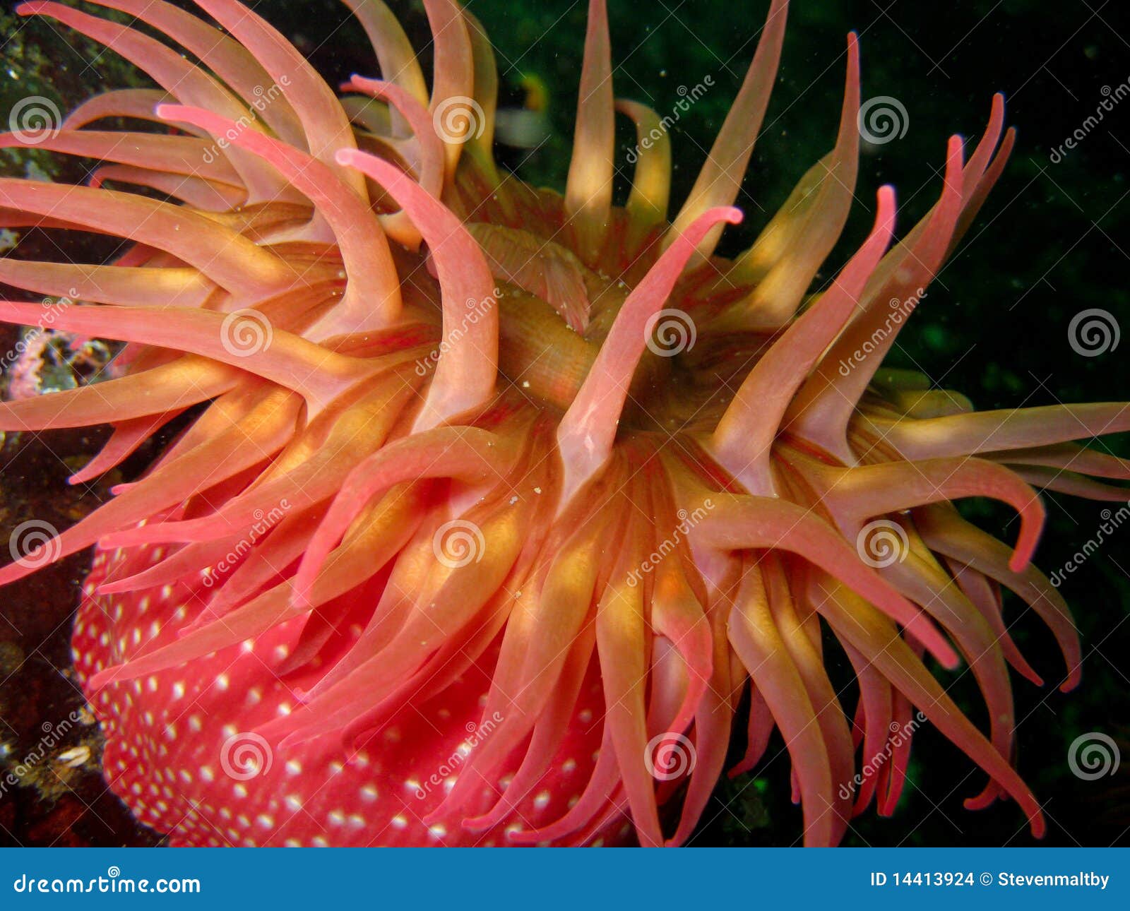 White-spotted sea anemone stock photo. Image of vibrant - 14413924