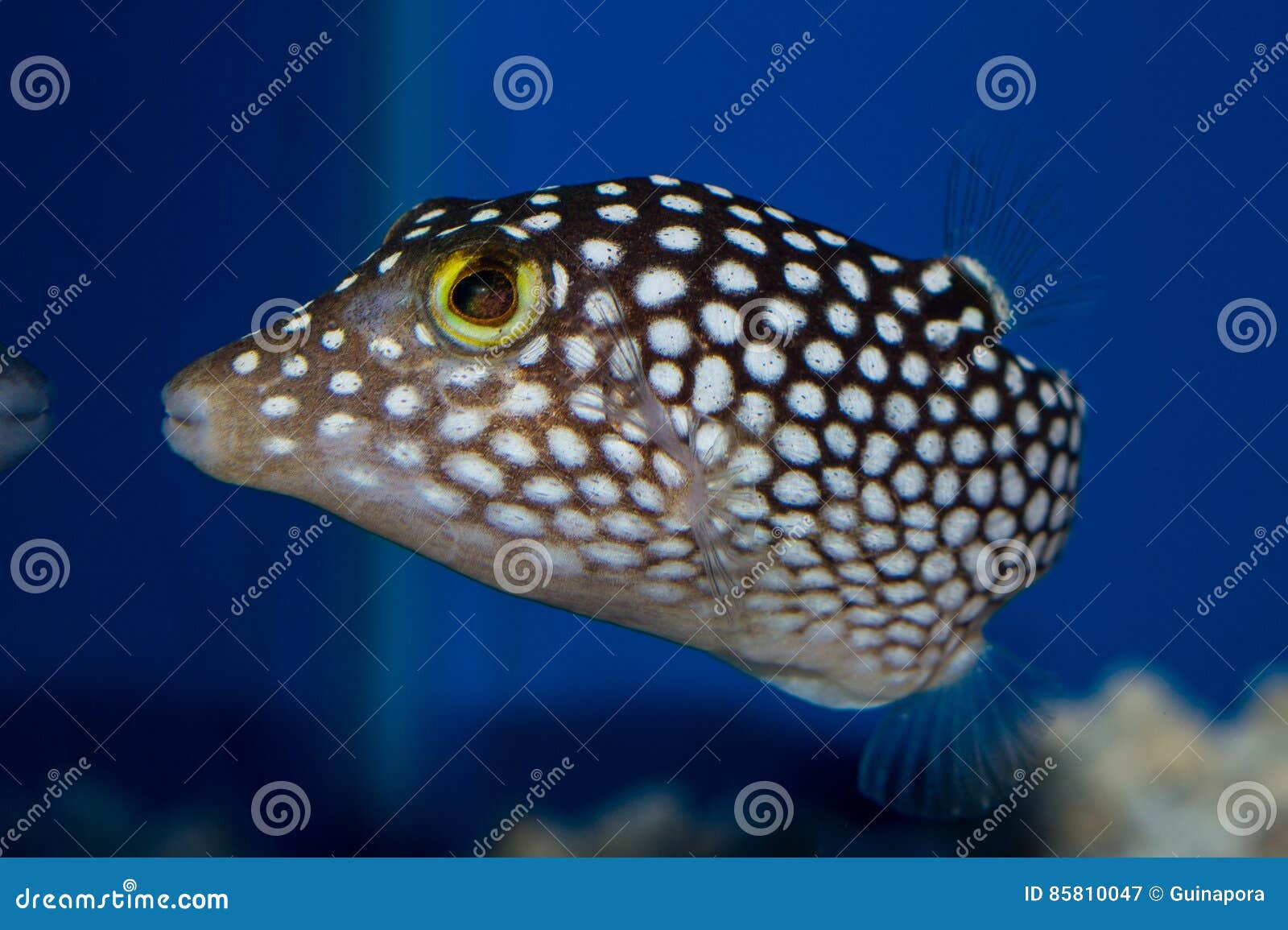 White Spotted Sharpnose Puffer Stock Image - Image of move, marine ...