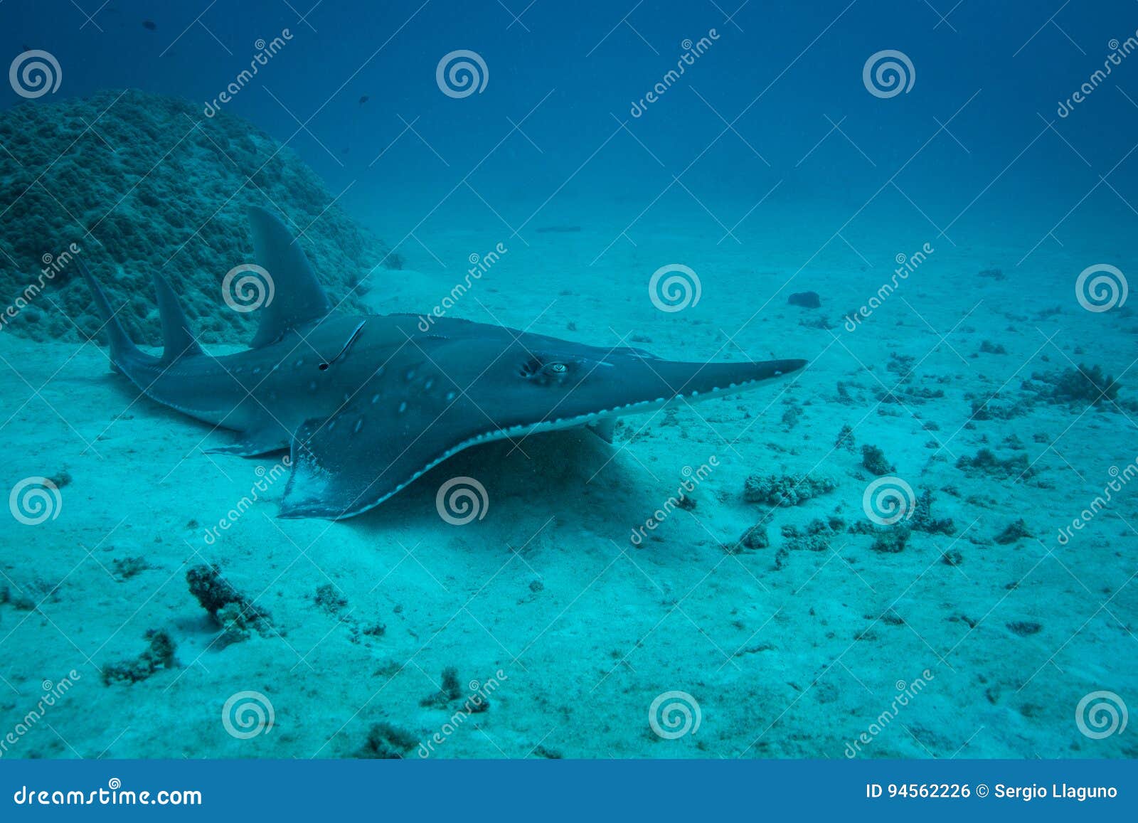 White Spotted Wedgefish stock photo. Image of dive, wedgefish - 94562226