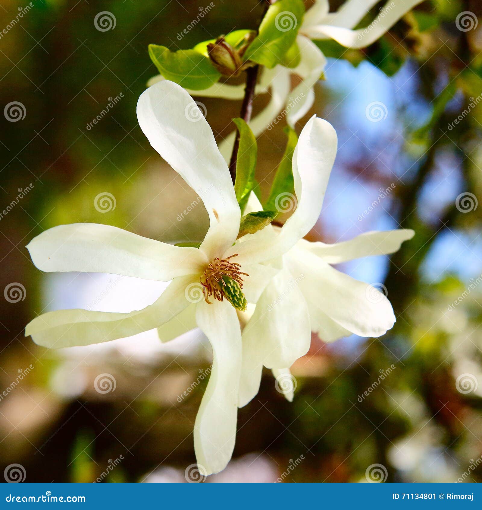 White Spring Bloom, Flower Detail Stock Image - Image of tree ...