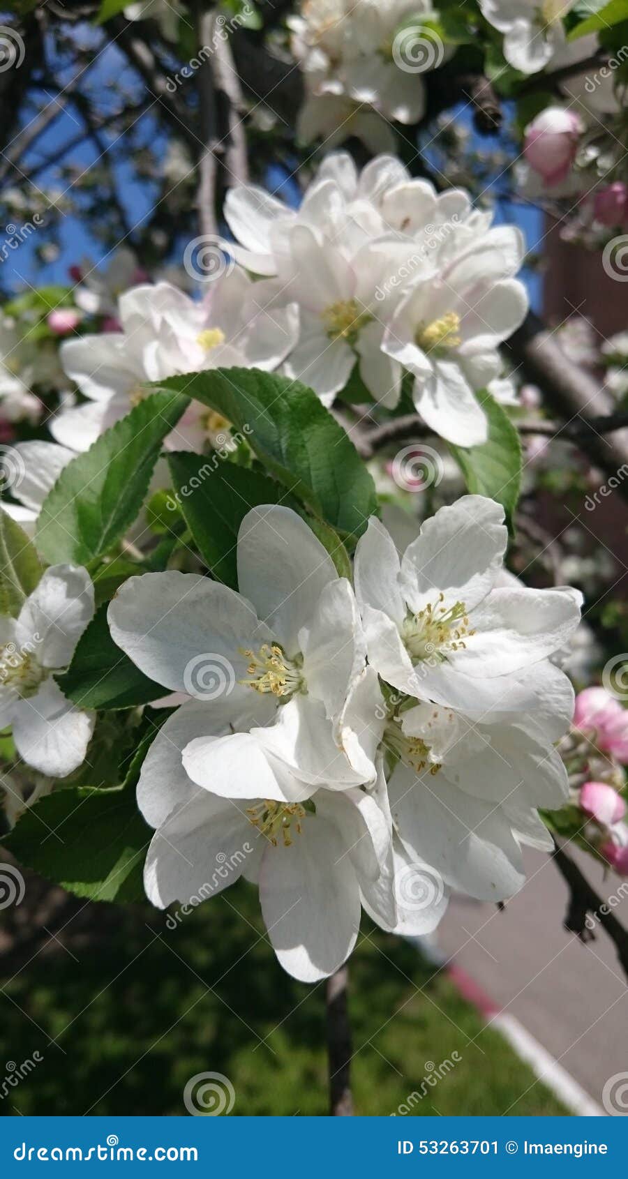 White Spring Blooming Tree Flowers Stock Image - Image of freshness ...