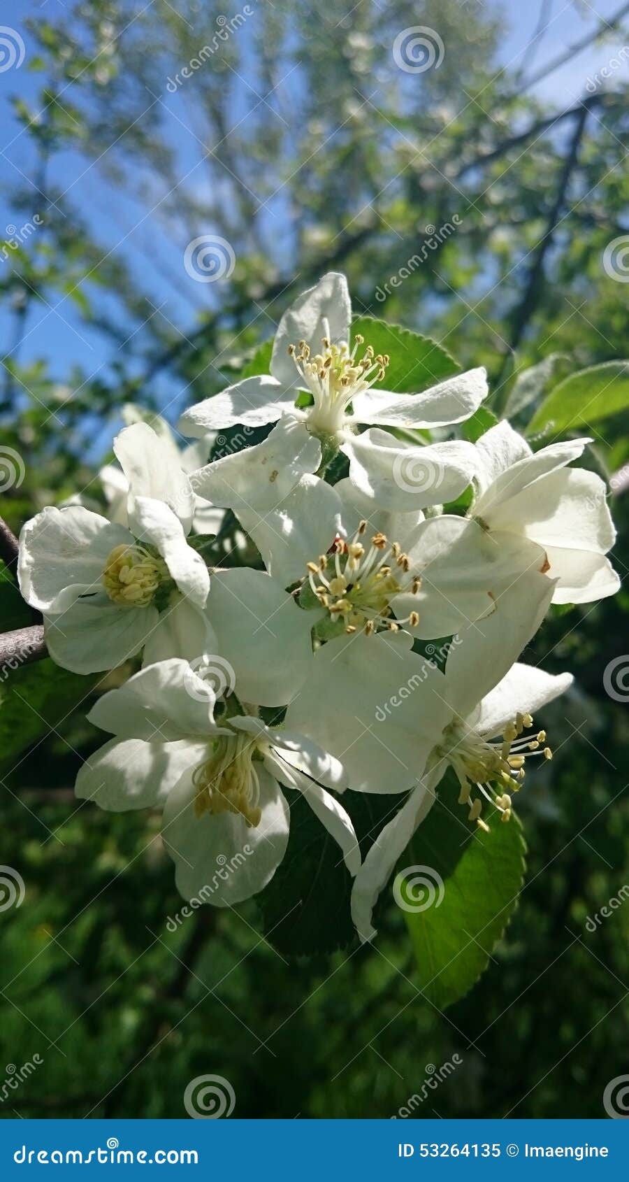 White Spring Blooming Tree Flowers Stock Image - Image of blooming ...