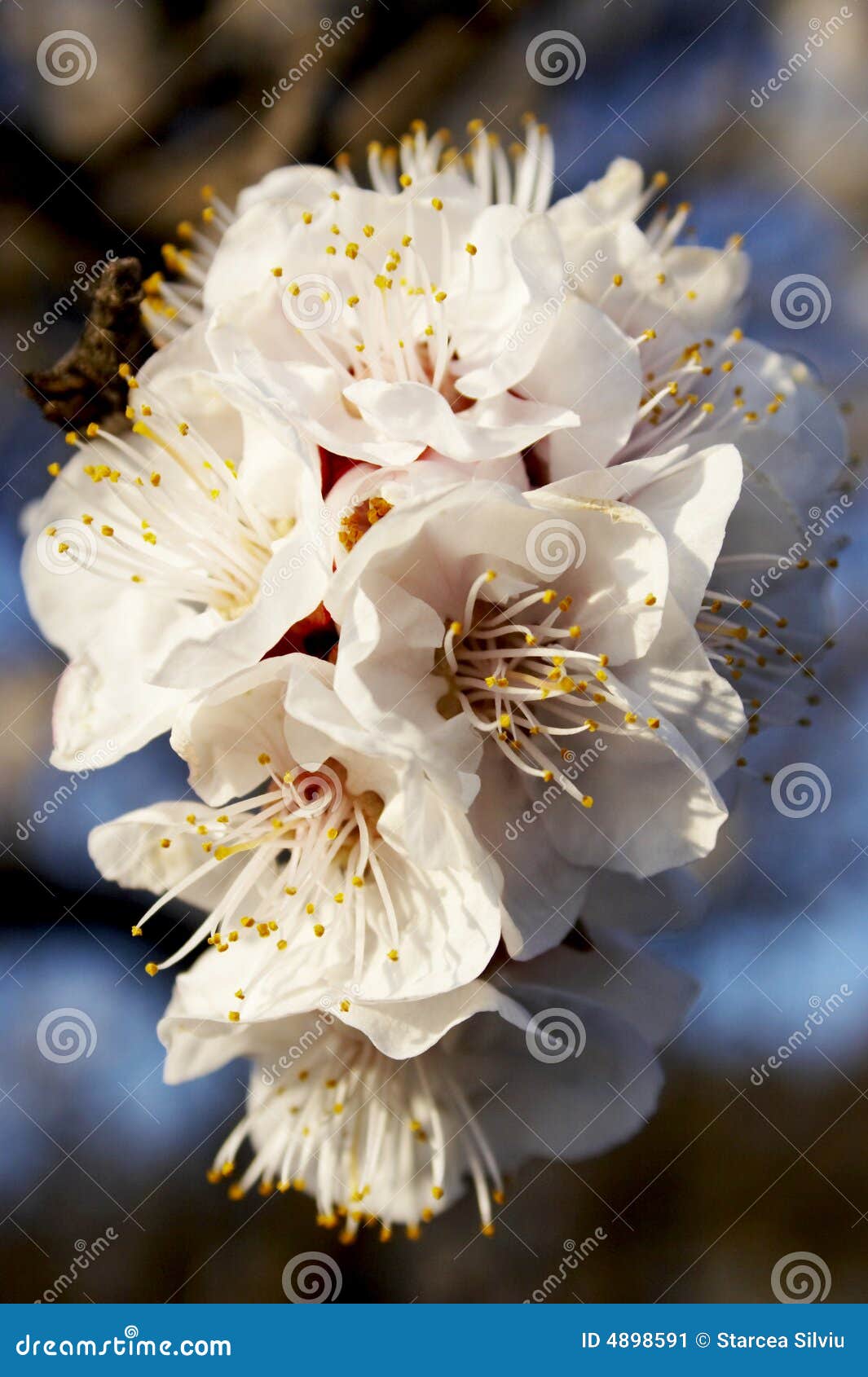 White Spring Blossom Picture. Image: 4898591