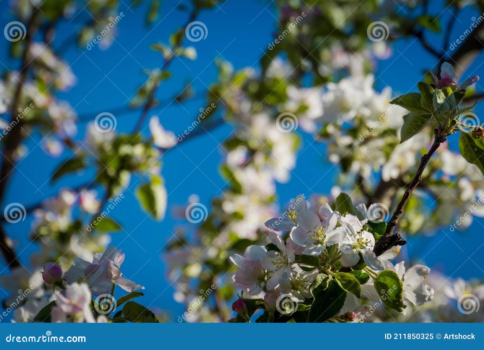 White spring blossom trees stock image. Image of beauty - 211850325