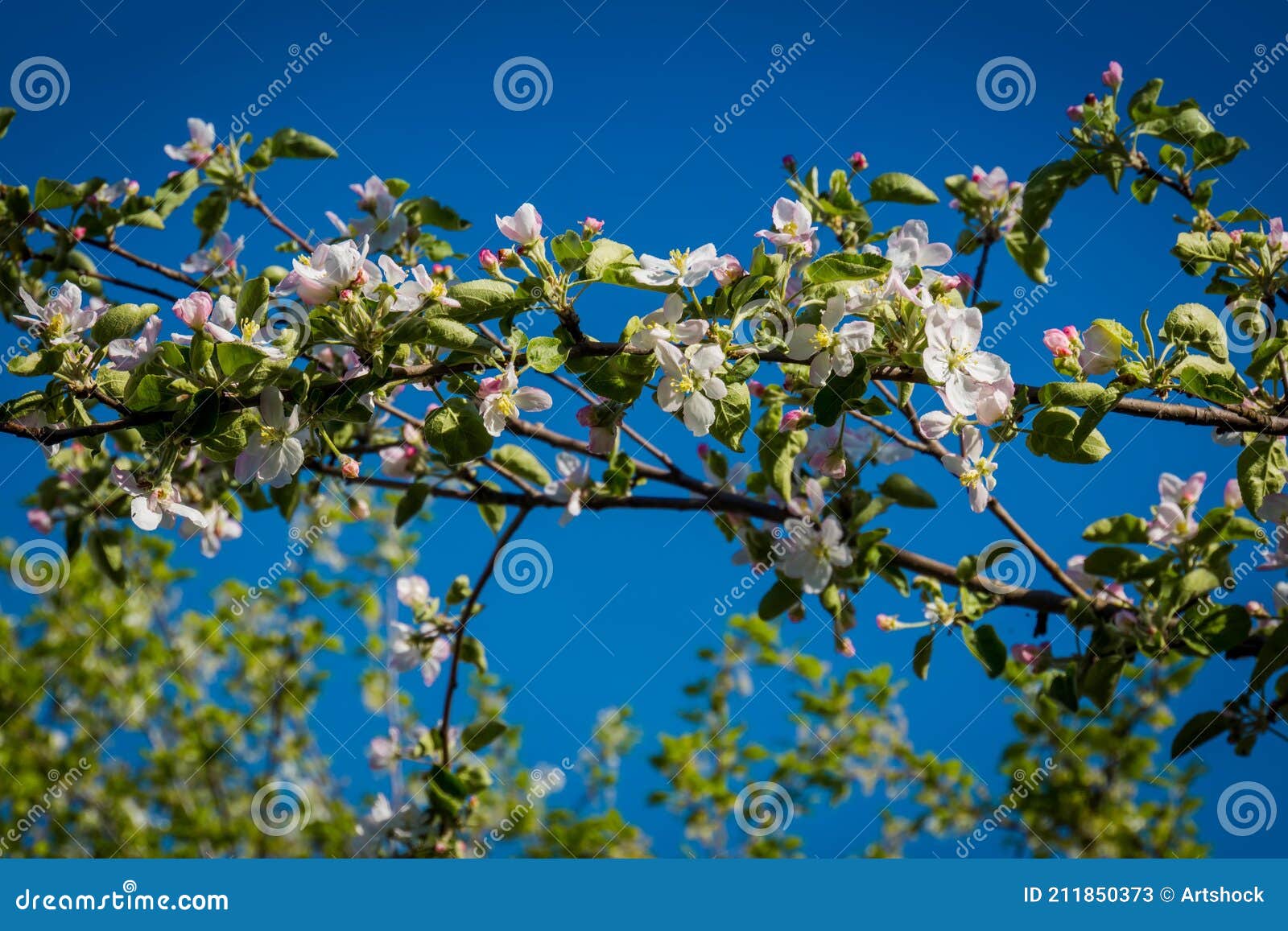 White spring blossom trees stock image. Image of color - 211850373