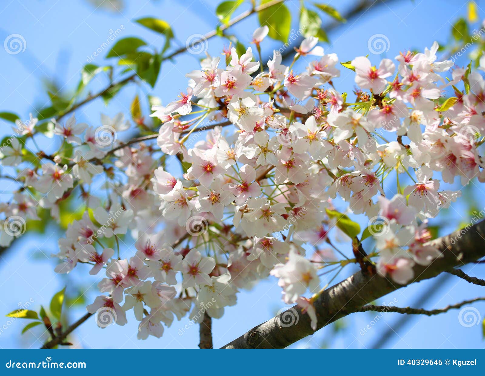 White Spring Blossoms of Cherry Stock Photo - Image of bloom, orchard ...