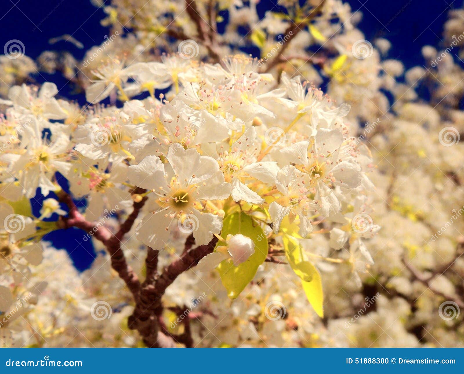 White Spring Blossoms stock photo. Image of tree, white - 51888300