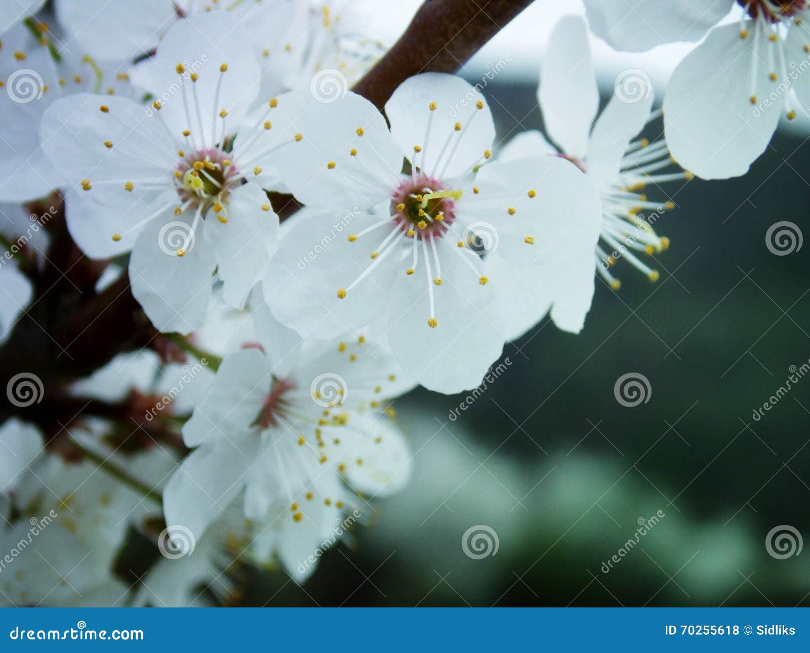White spring blossoms stock photo. Image of beauty, spring - 70255618