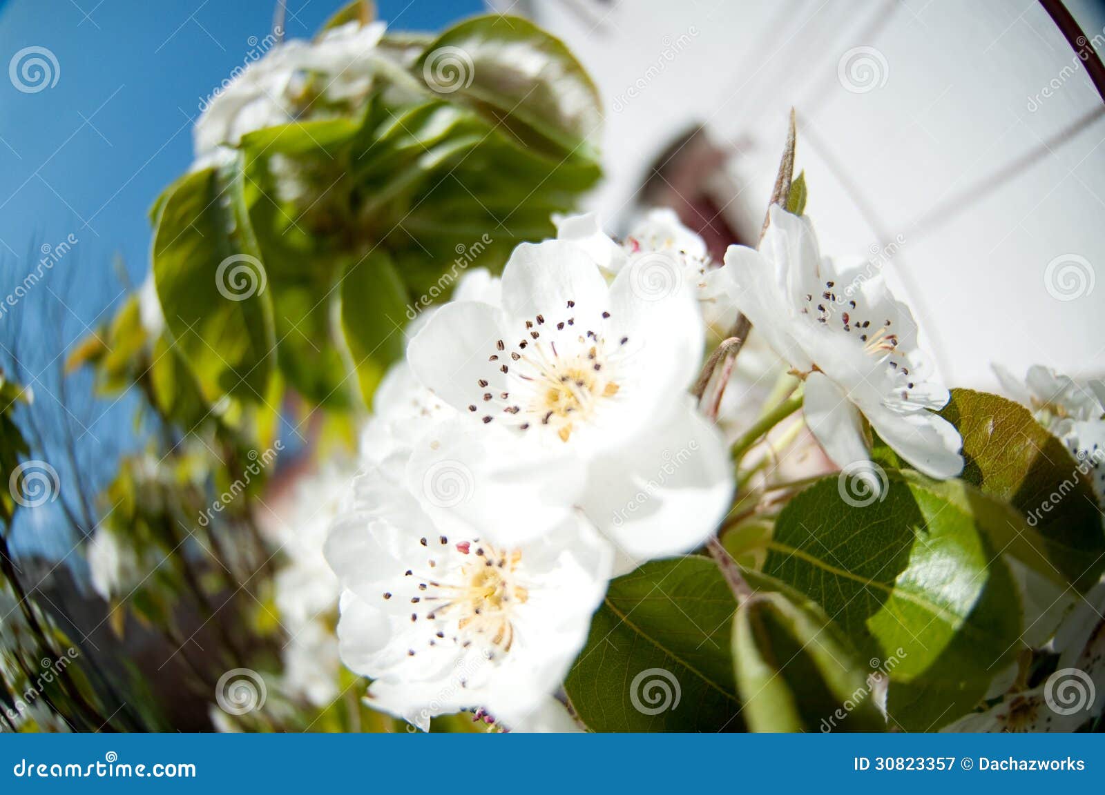 White Spring Blossoms stock image. Image of nature, vibrant - 30823357