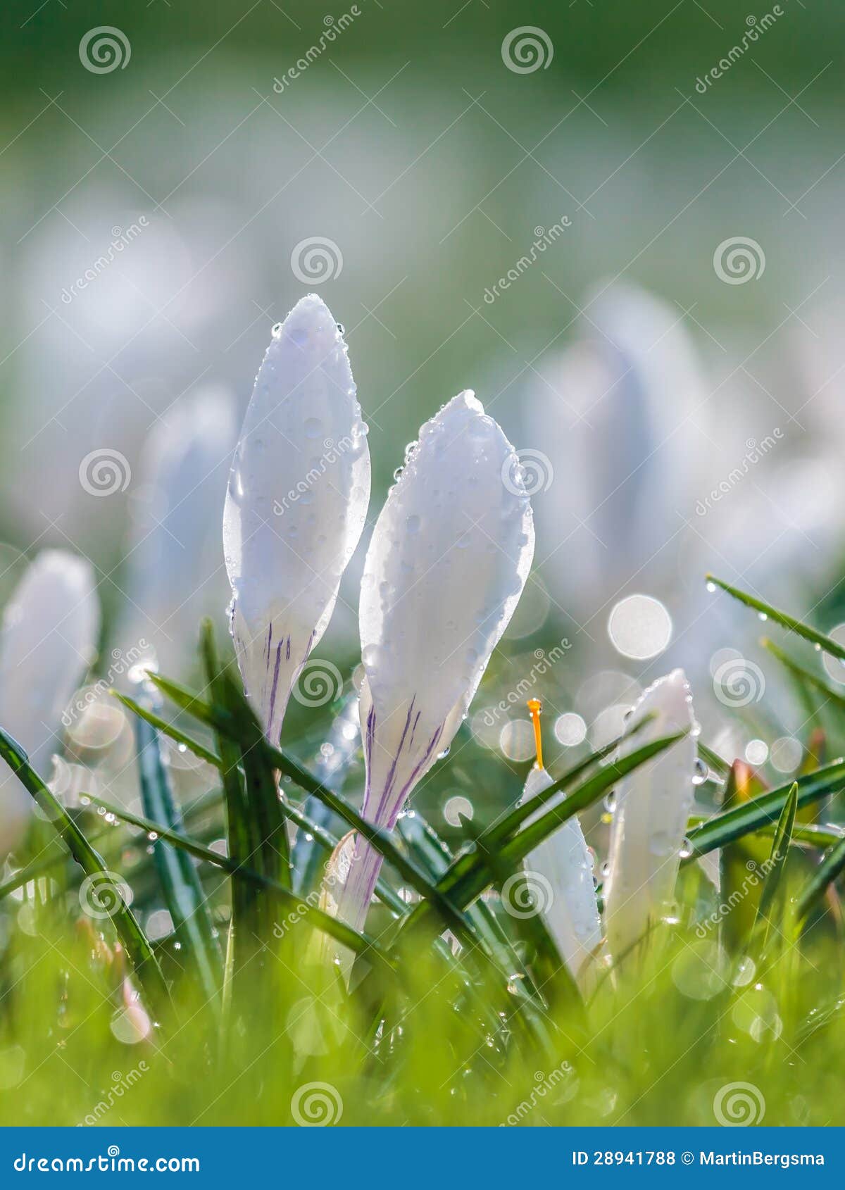 White Spring Crocus with Water Drops Stock Photo - Image of natural ...