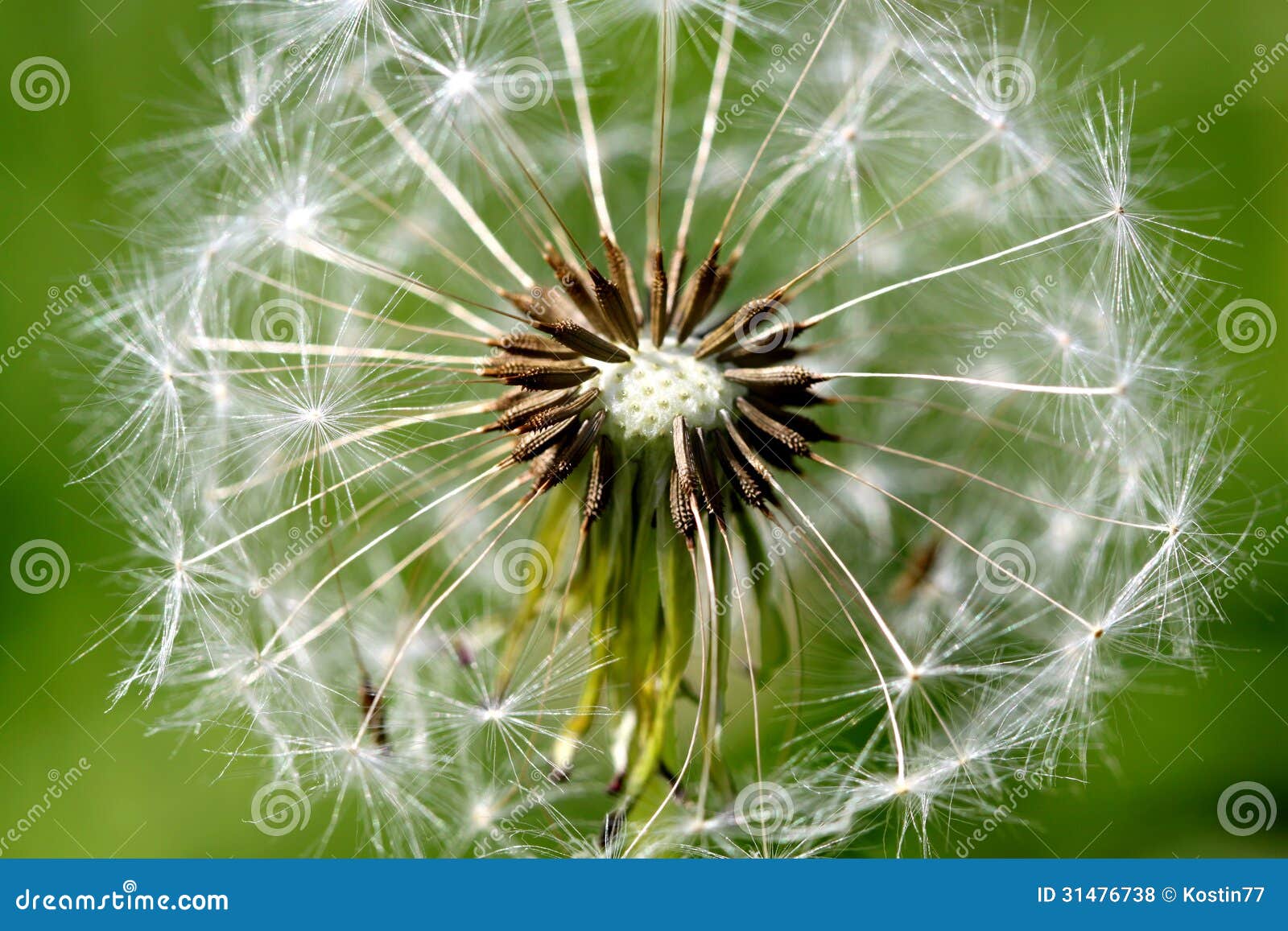 White Spring Dandelion Flower Stock Photo - Image of floral, closeup ...