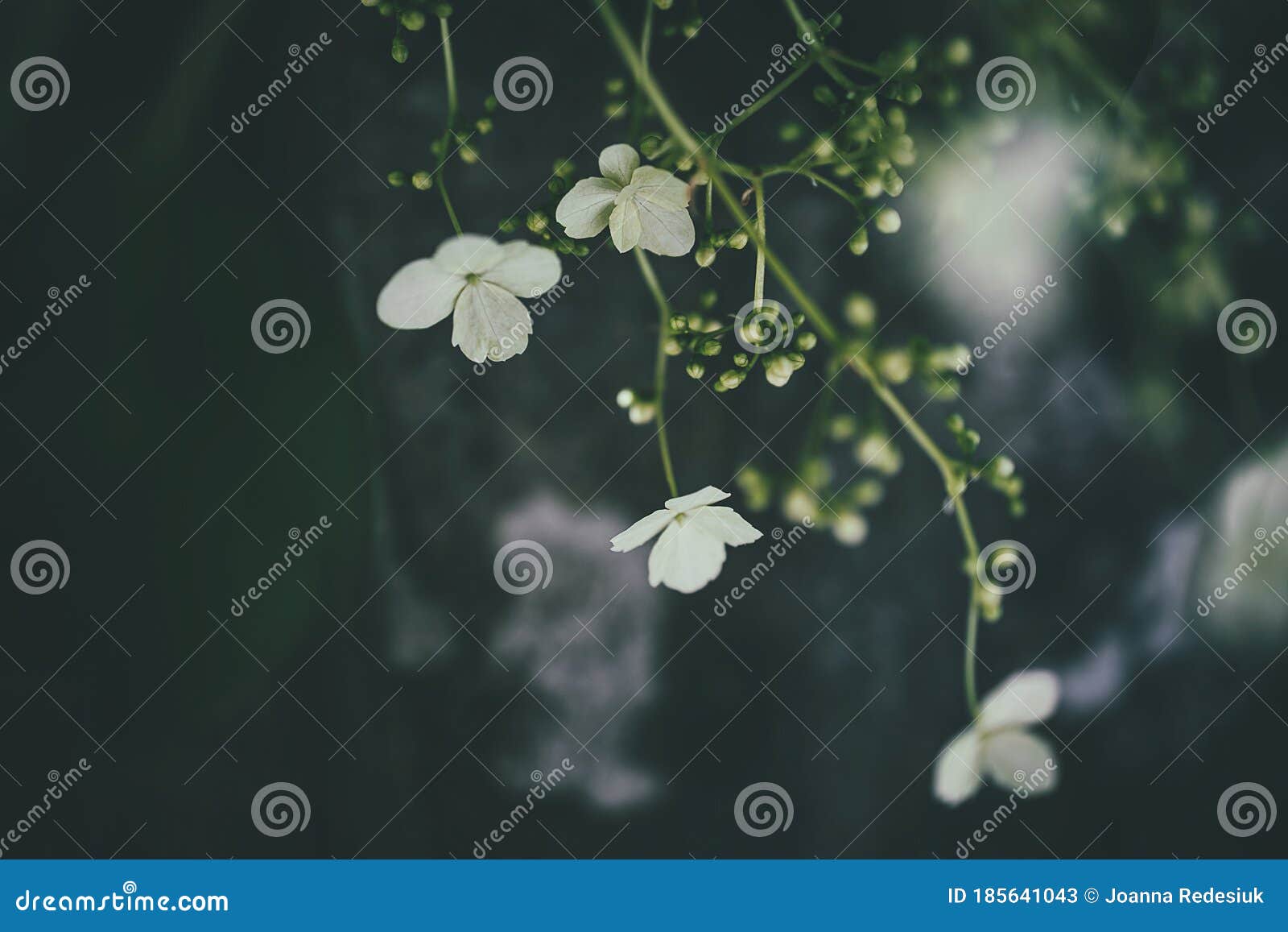 White Spring Flower on a Bush in a Sunny Garden Stock Image - Image of ...
