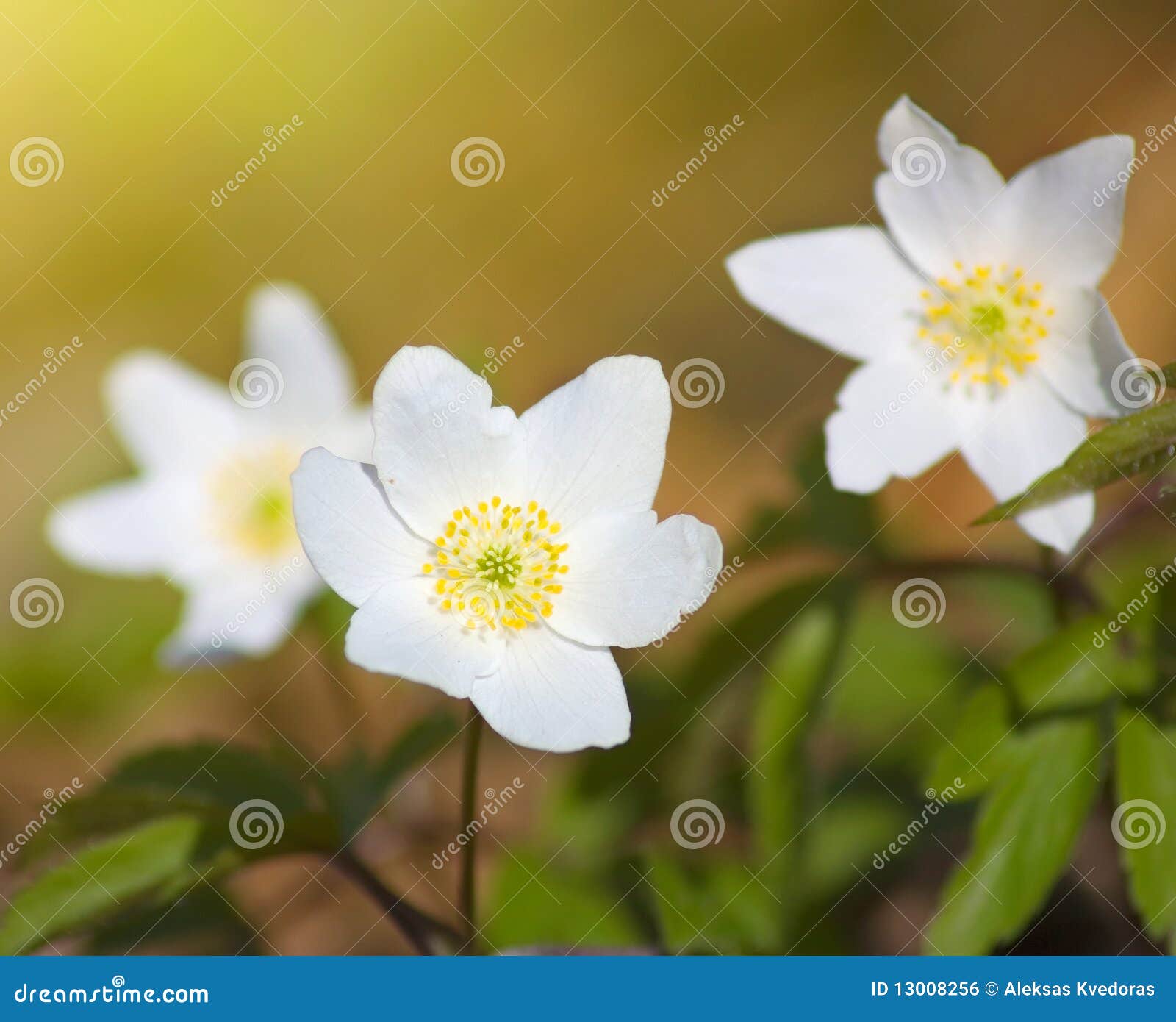 White spring flowers stock photo. Image of selective - 13008256