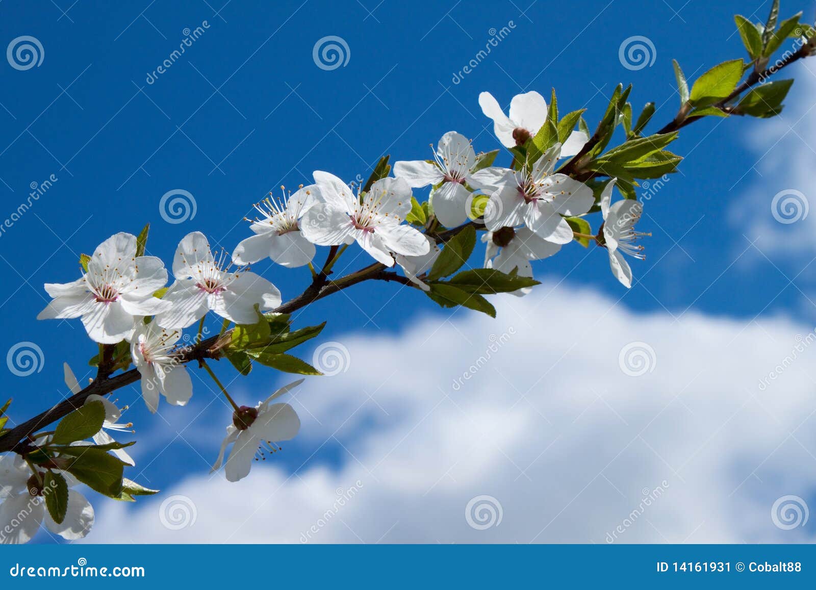 White spring flowers stock image. Image of white, natural - 14161931