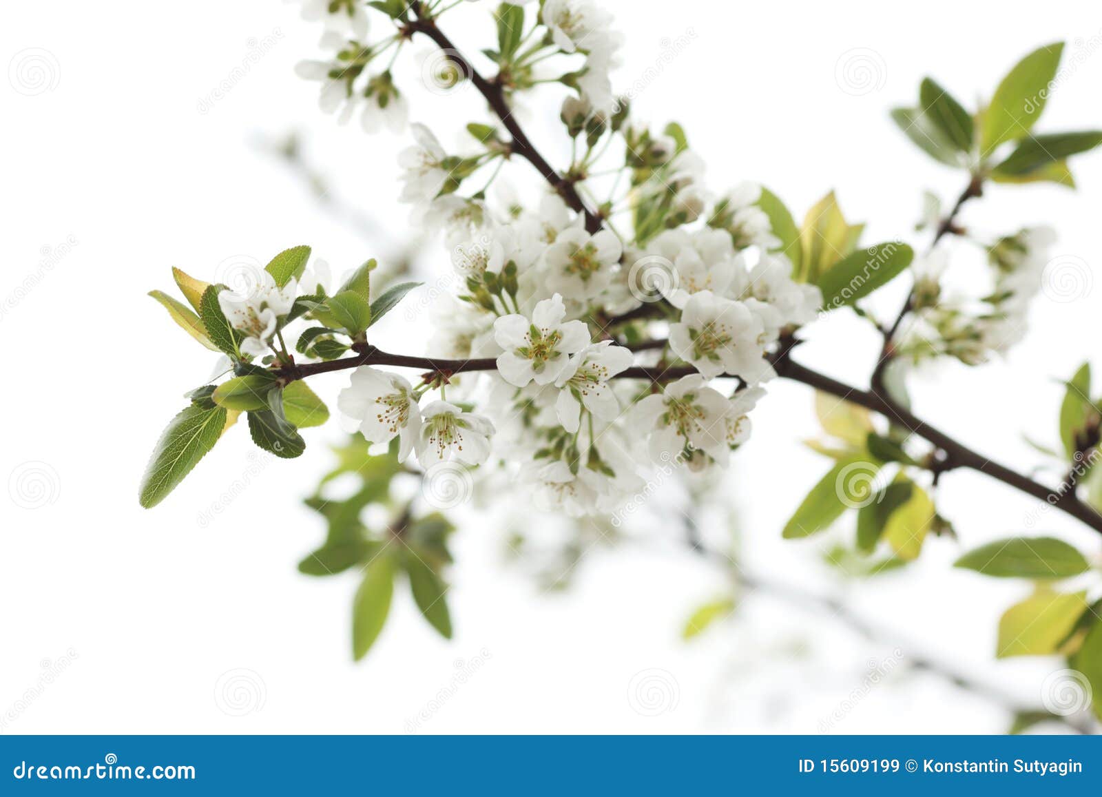 White spring flowers stock image. Image of white, outdoors - 15609199