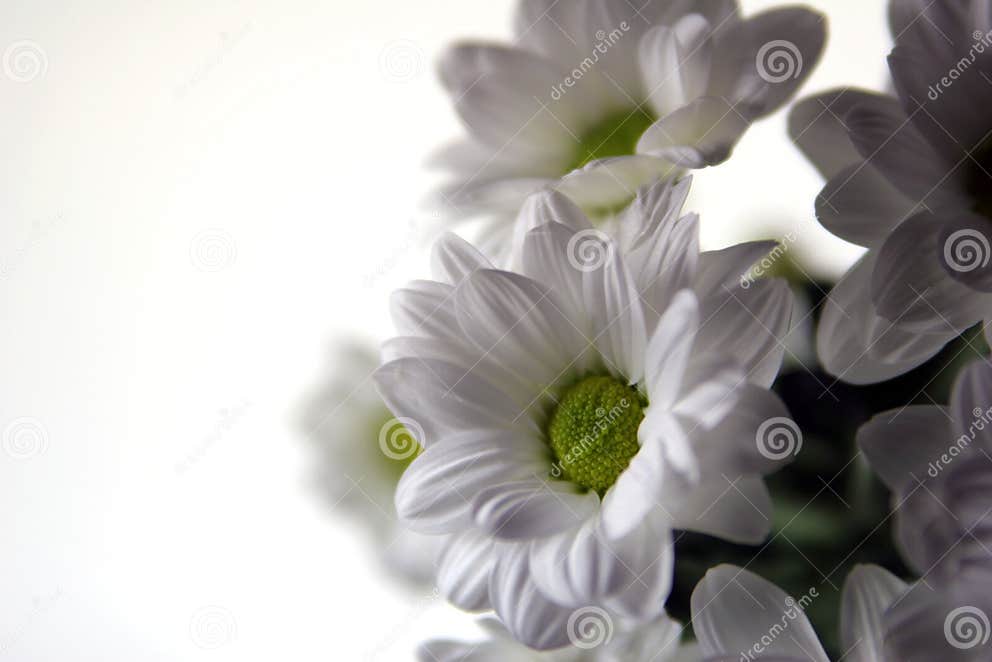White spring flowers stock photo. Image of love, gardening - 1715260