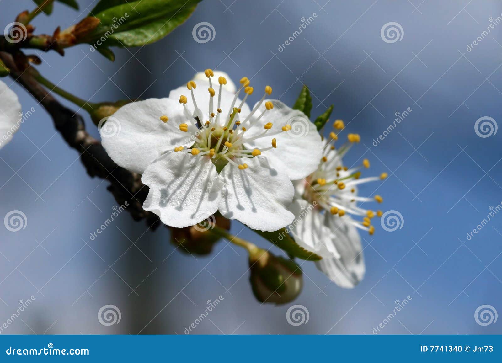 White spring flowers stock photo. Image of tree, nature - 7741340