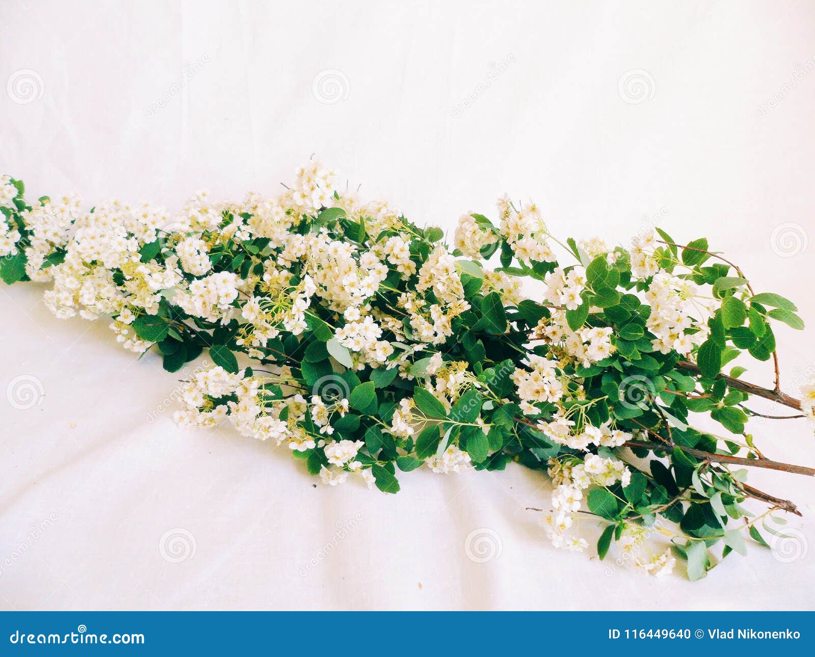 White Spring Flowers on a White Background Stock Photo - Image of white ...
