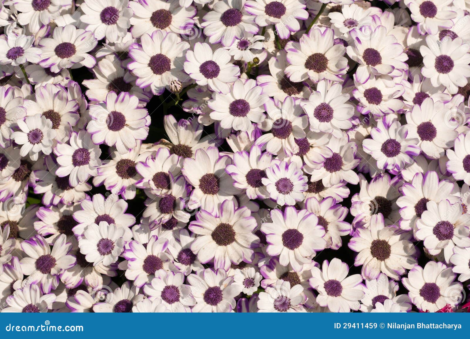 White Spring Flowers Background Stock Image - Image of background ...